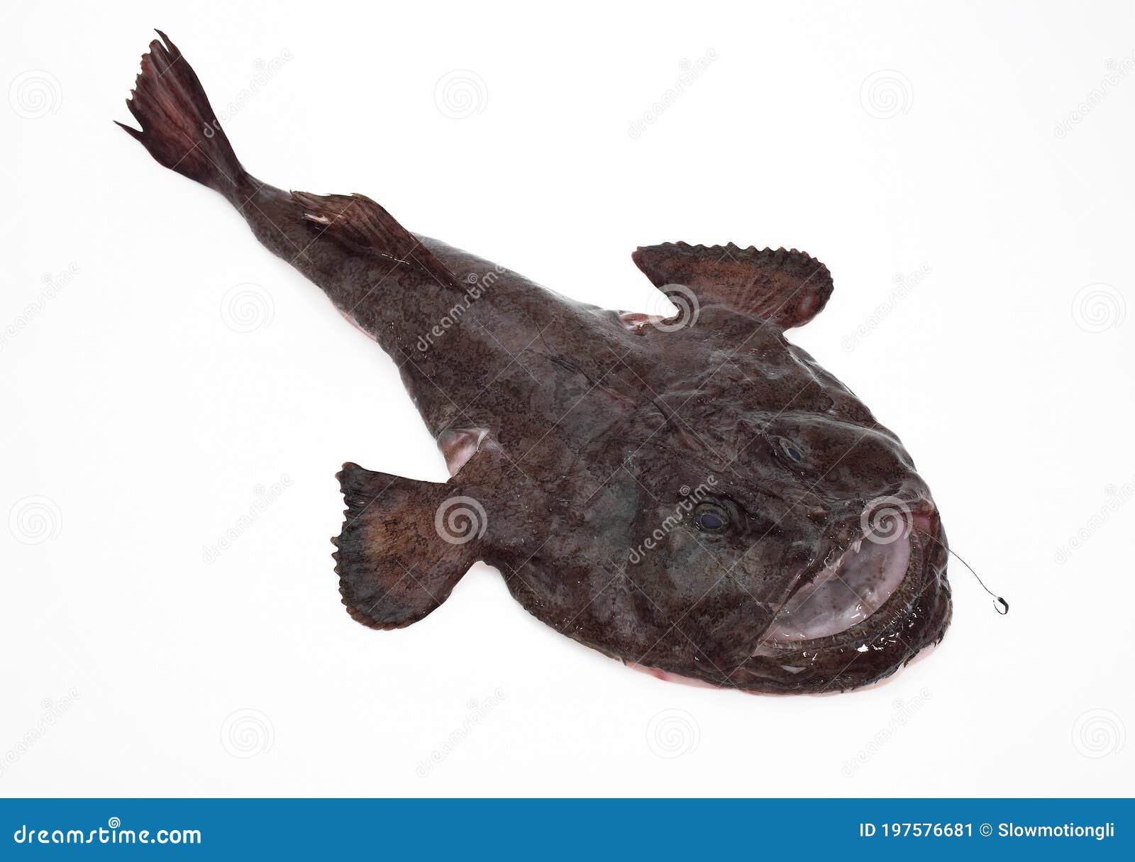 Monkfish, Lophius Piscatorius, Fresh Fish On Ice Against White ...
