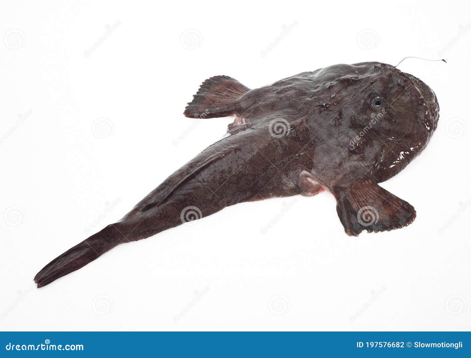 Monkfish, Lophius Piscatorius, Fresh Fish Against White Background ...