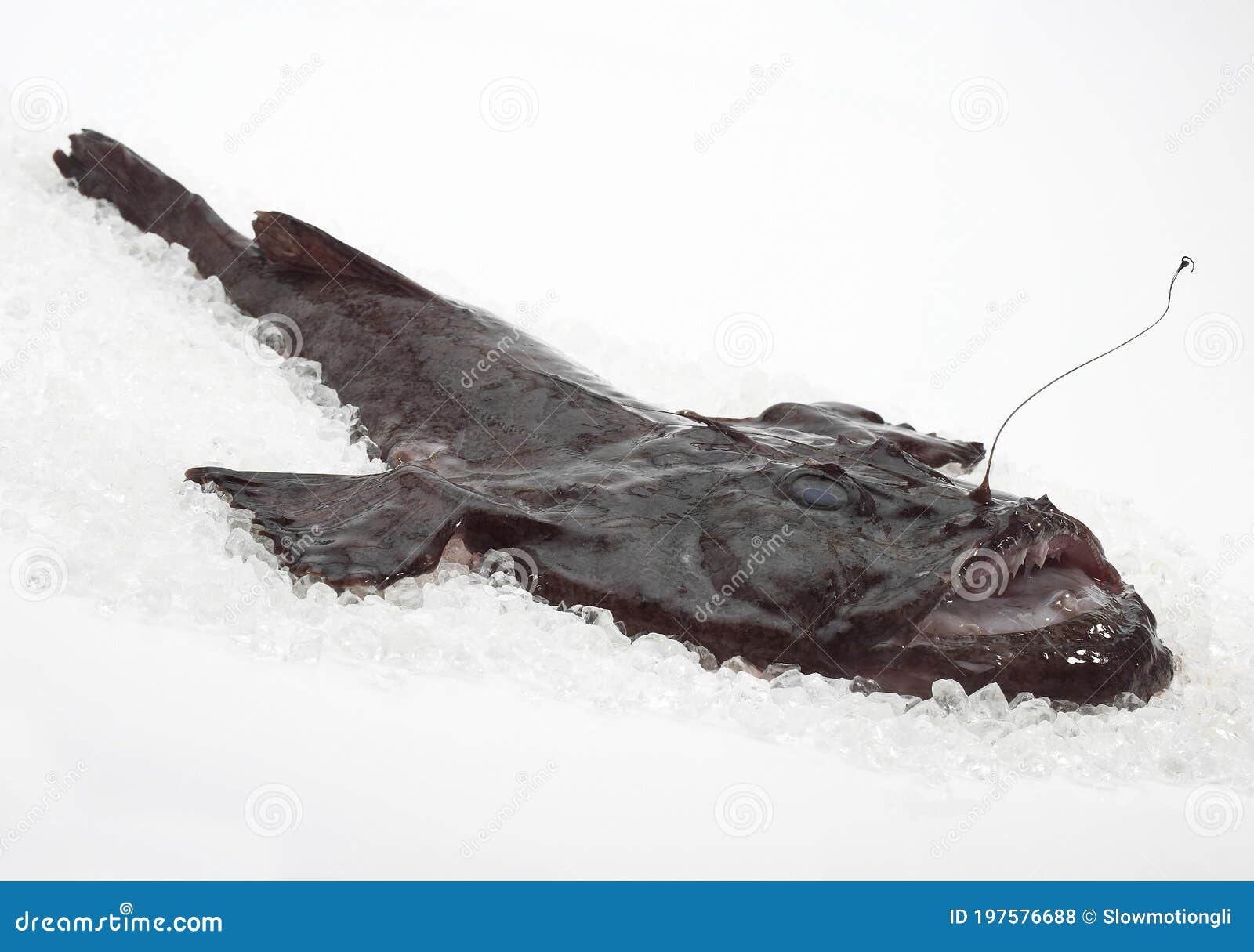 Monkfish, Lophius Piscatorius, Fresh Fish on Ice Stock Photo - Image of ...