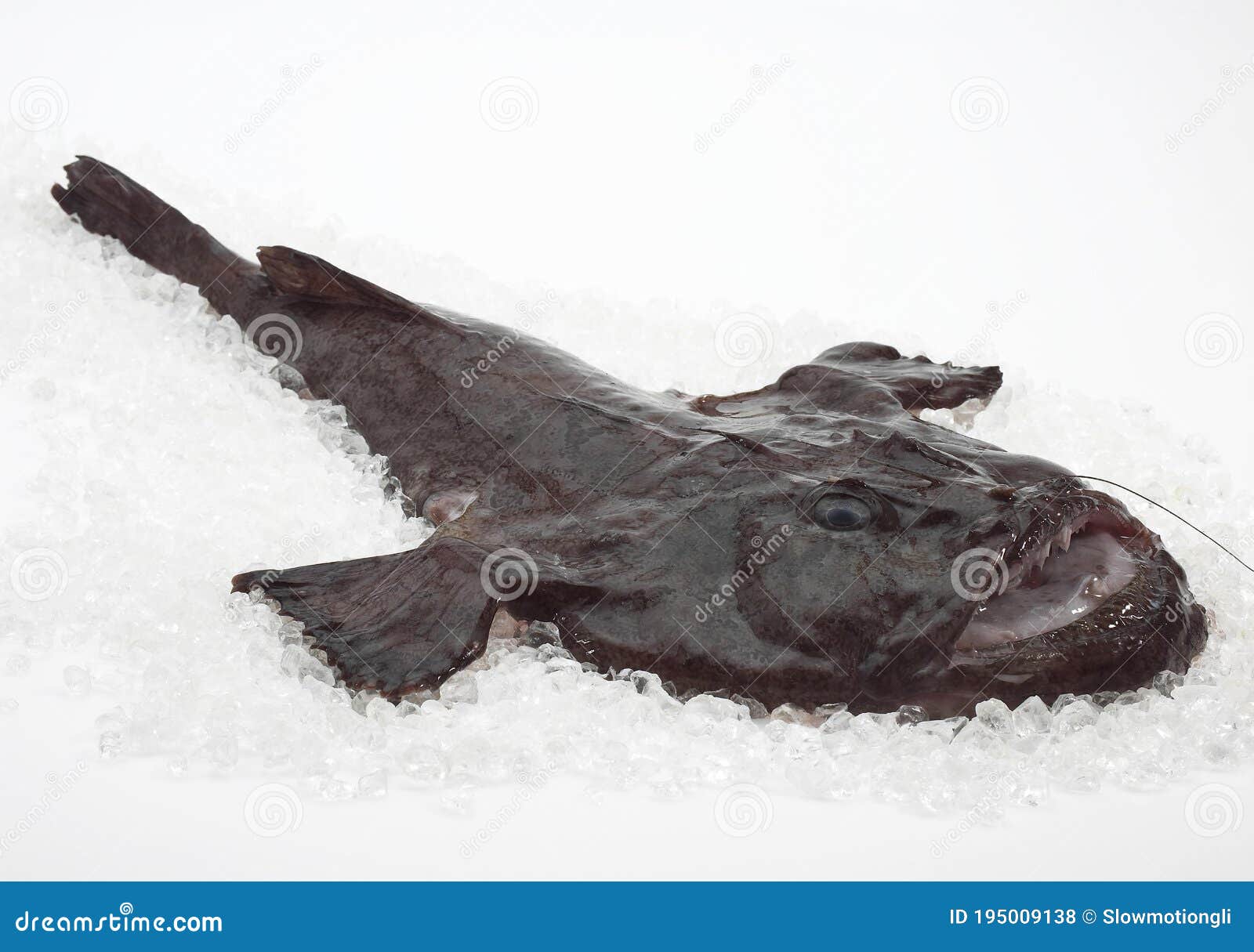 Monkfish, Lophius Piscatorius, Fresh Fish on Ice Against White ...