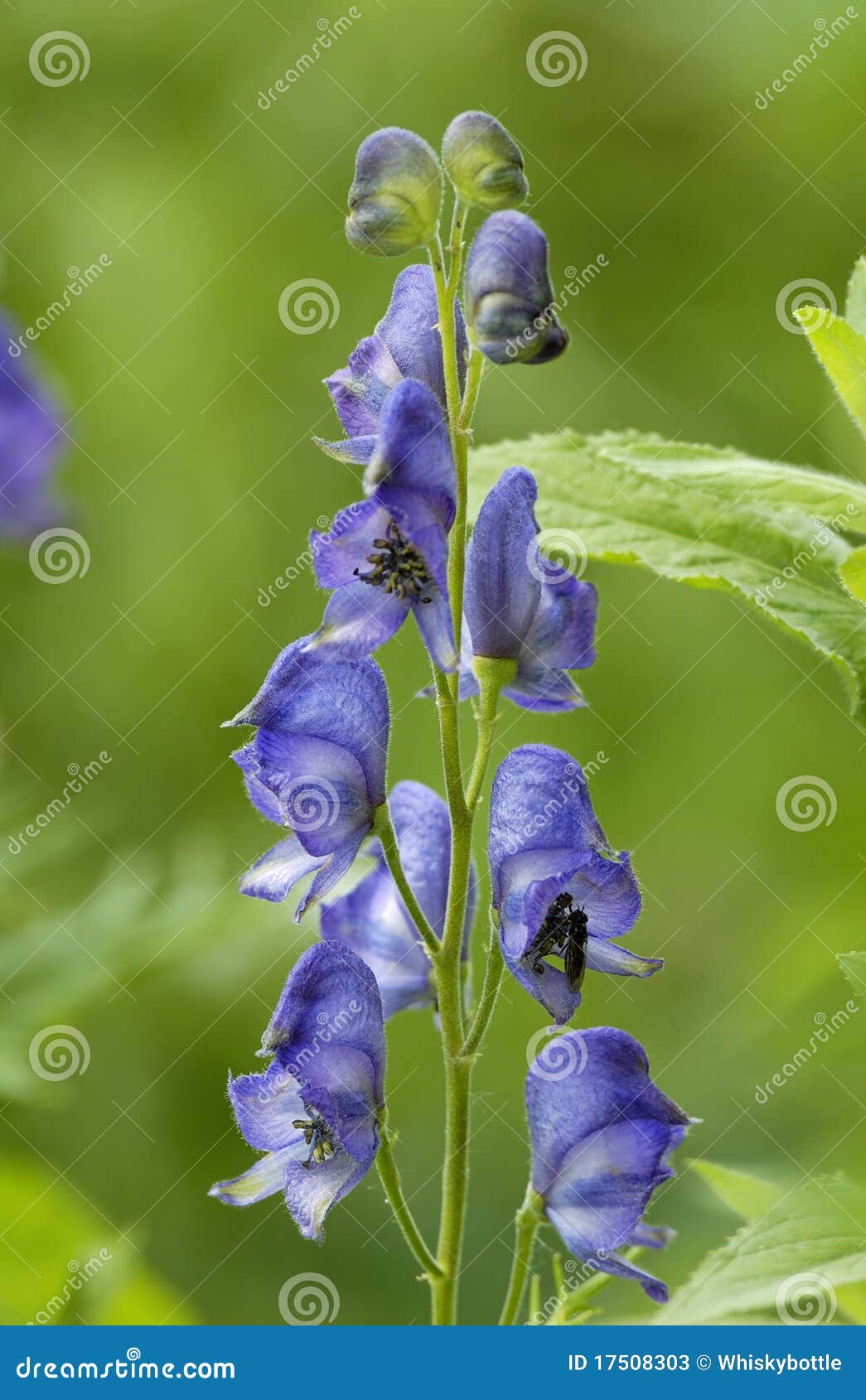 Monkshood stock image. Image of blue, wildlife, nature - 17508303