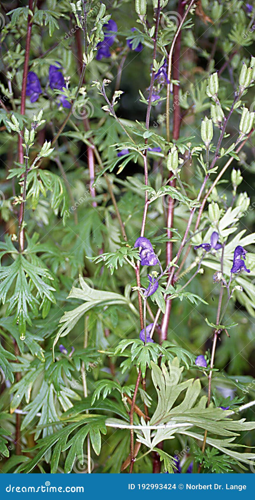 Monkshood Shrubs with Blue Flowers Stock Photo - Image of hatch, garten ...