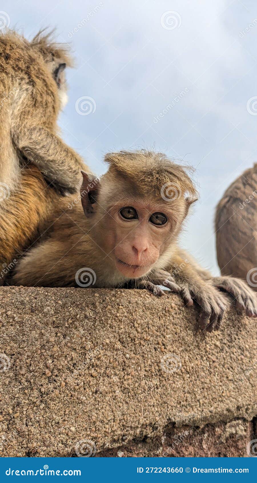 Monky stock photo. Image of wilde, lankan, monky, animals - 272243660