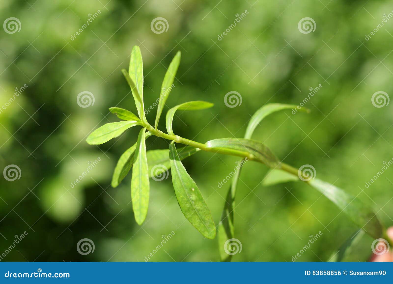 Monnieri De Bacopa, Hoja Amarga, Foto de archivo - Imagen de hojeado ...