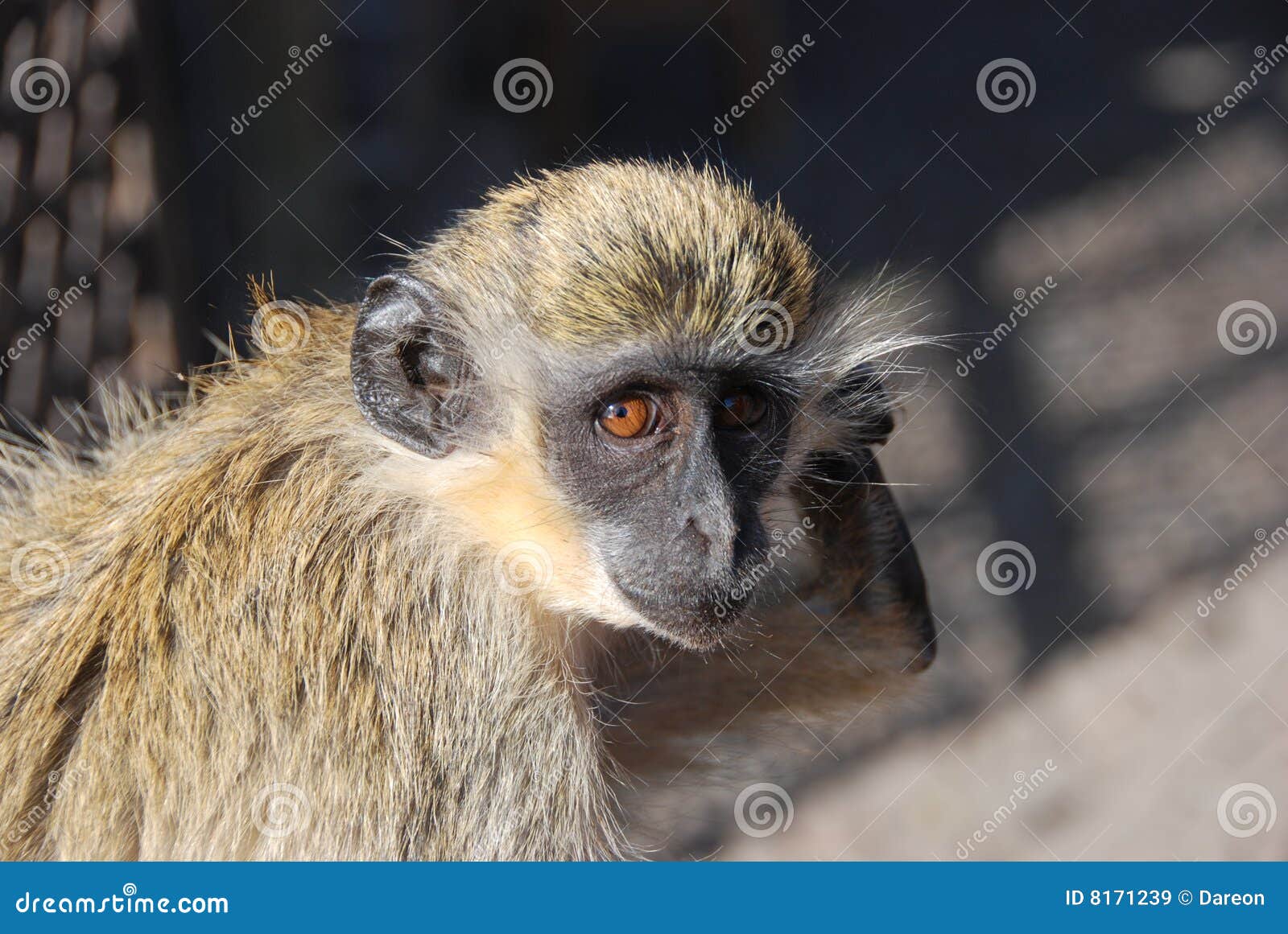 Mono - África imagen de archivo. Imagen de cara, mono - 8171239