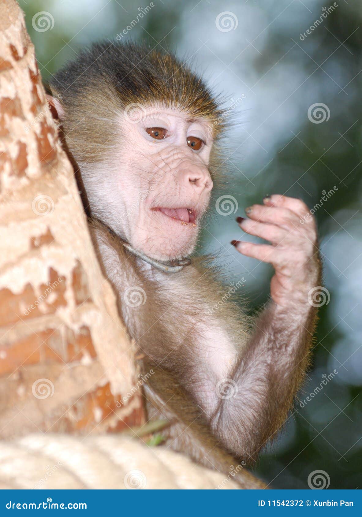 Mono foto de archivo. Imagen de melenudo, exterior, adulto - 11542372