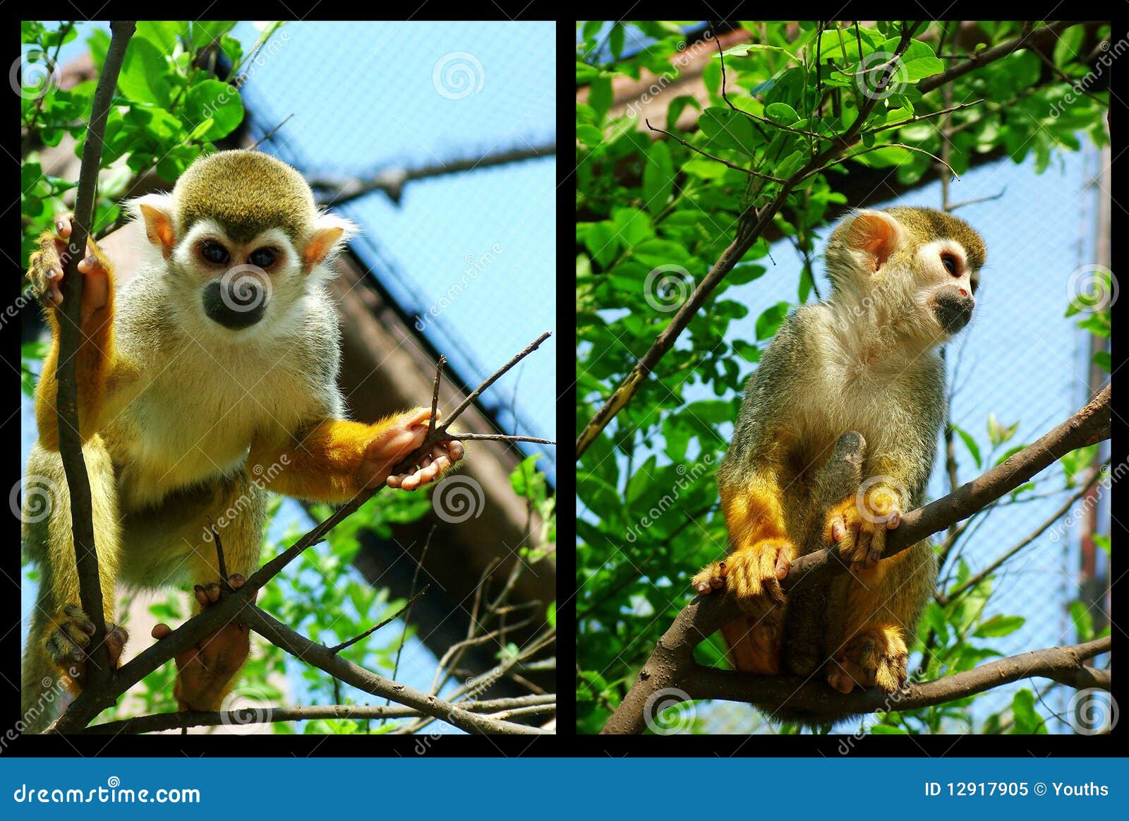 Mono imagen de archivo. Imagen de enfrentarse, bolivia - 12917905