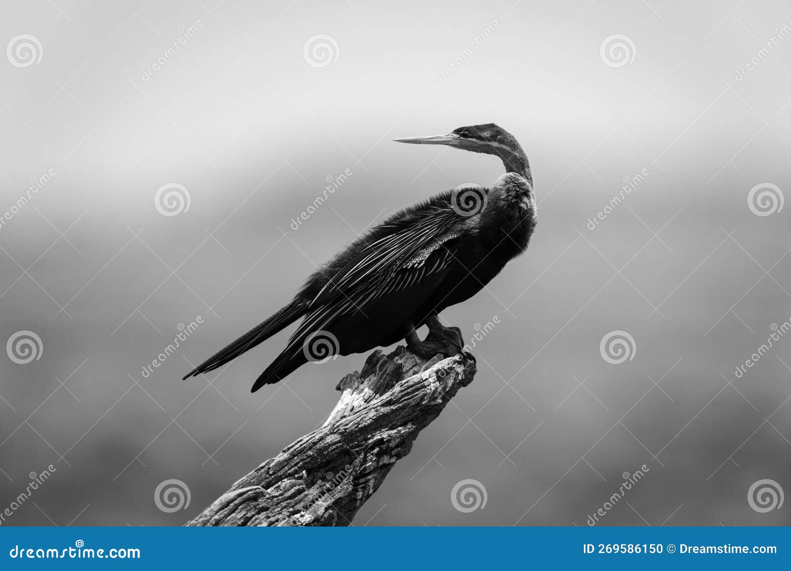 Mono African Darter on Log Looking Back Stock Photo - Image of chobe ...