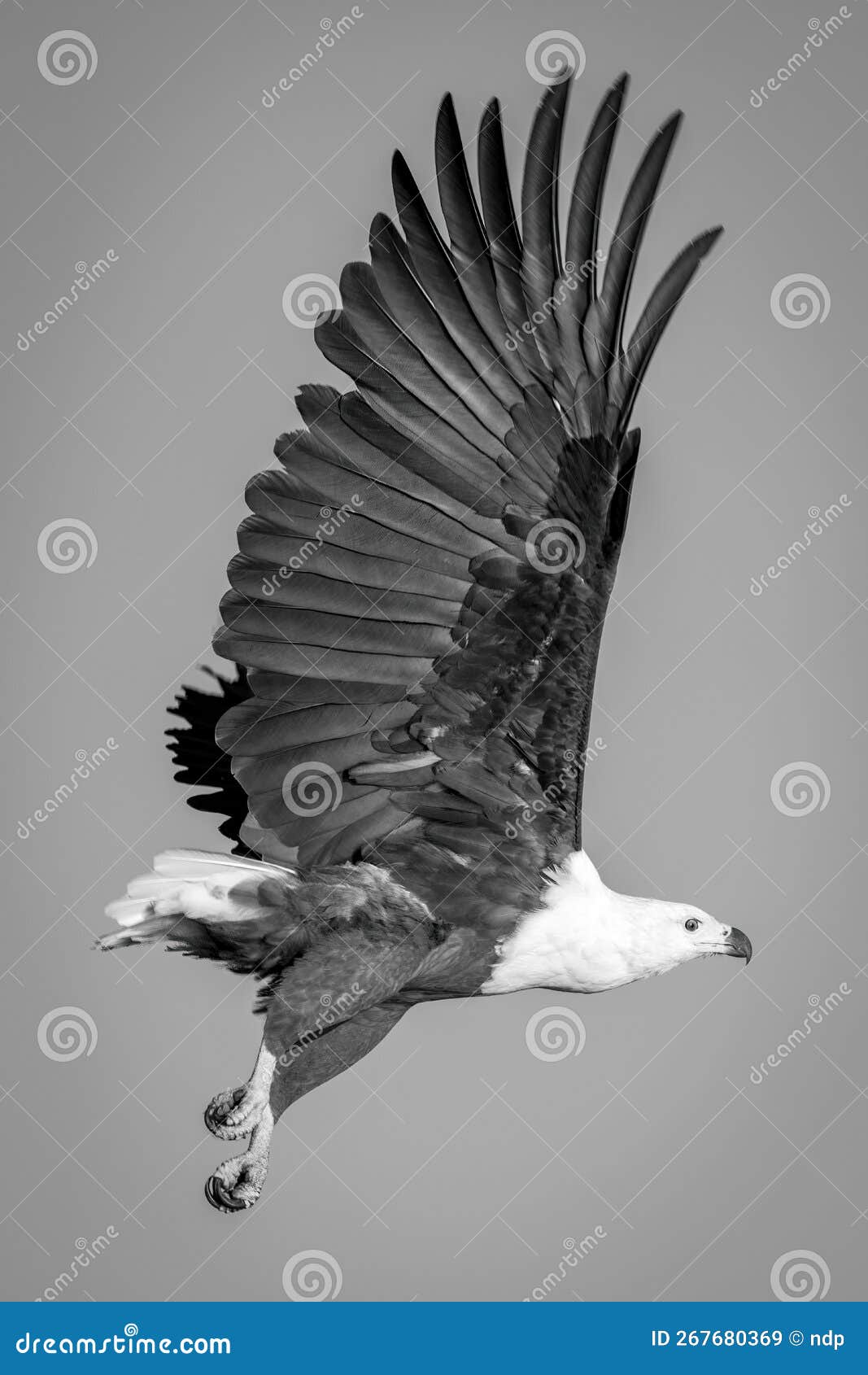 Mono African Fish Eagle with Raised Wings Stock Image - Image of park ...