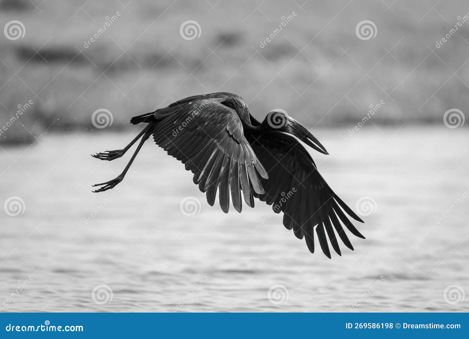 Mono African Openbill Crosses River Flapping Wings Stock Photo - Image ...