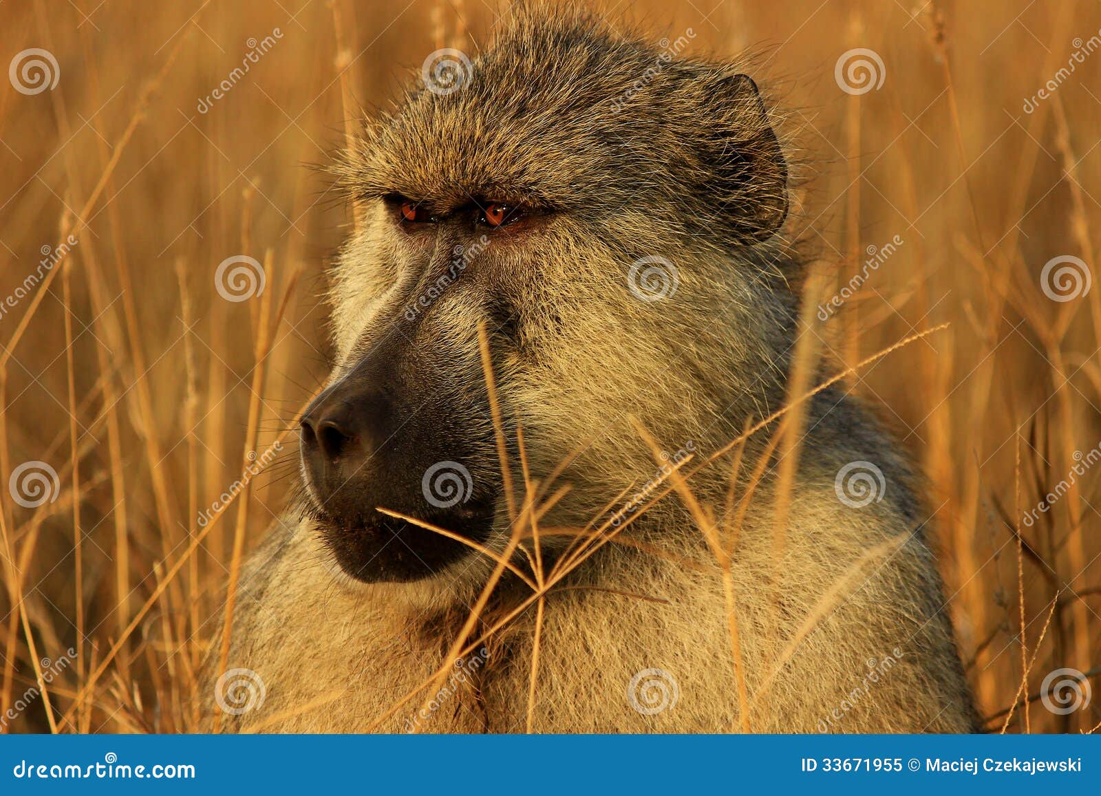Mono africano del babuino imagen de archivo. Imagen de mirada - 33671955