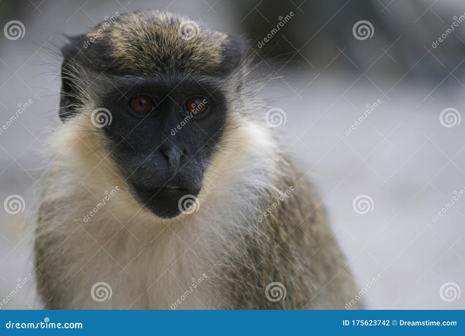 Mono Africano Mirando El Horizonte Foto de archivo - Imagen de selva ...