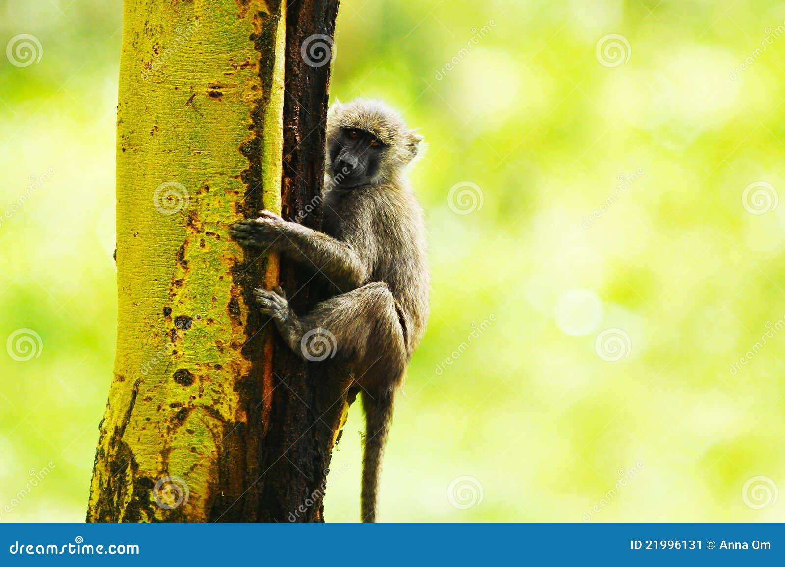 Mono africano salvaje imagen de archivo. Imagen de belleza - 21996131