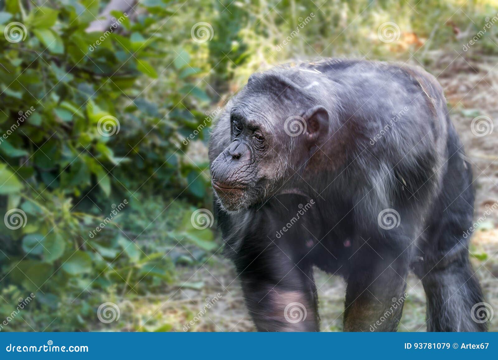 Mono Antropoide De Un Chimpancé Imagen de archivo - Imagen de facial ...
