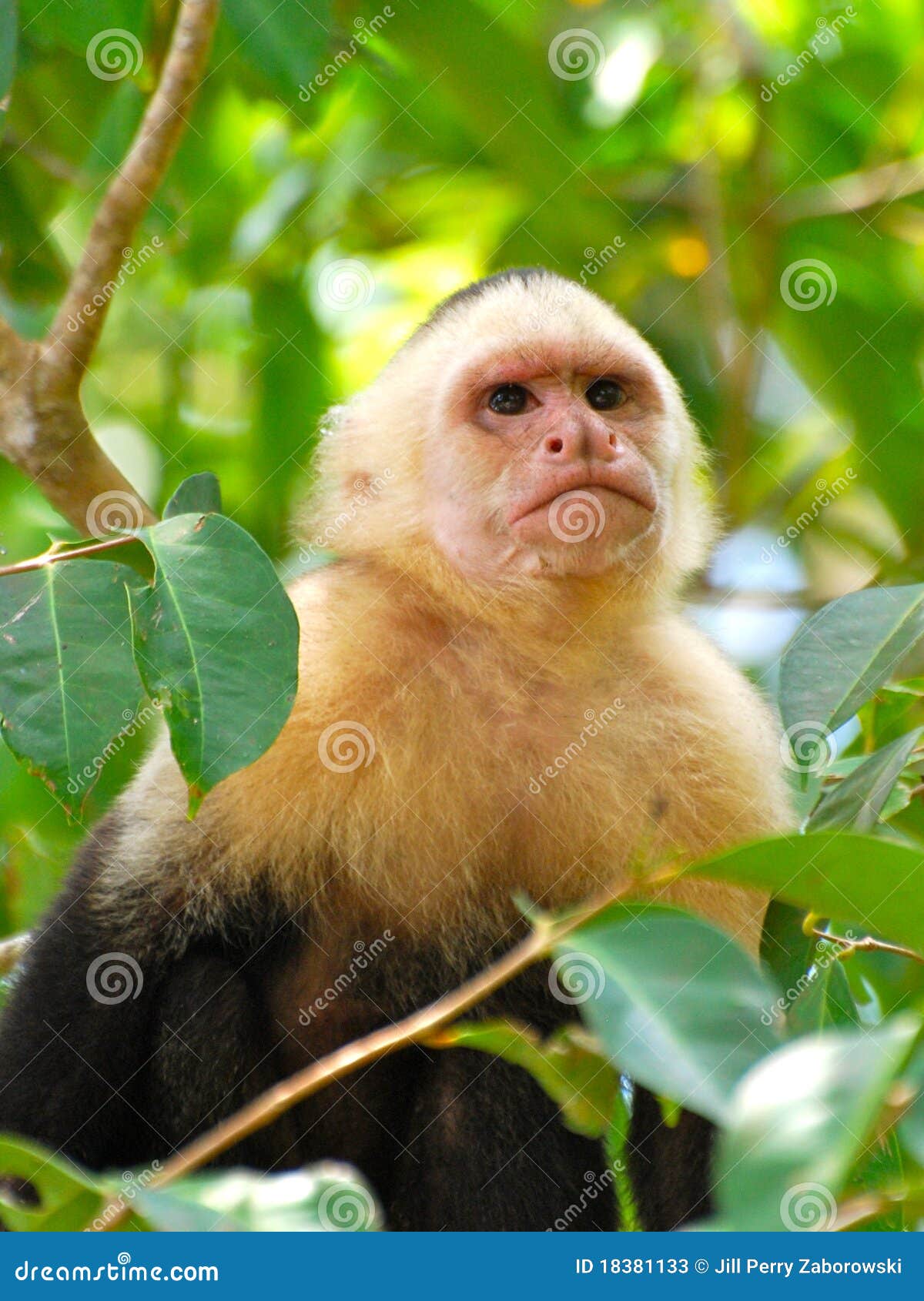 Mono Blanco De La Cara En La Selva Tropical Imagen de archivo - Imagen ...
