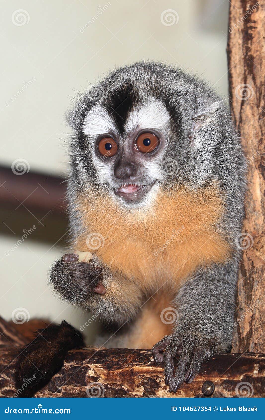 Mono boliviano de la noche foto de archivo. Imagen de mono - 104627354