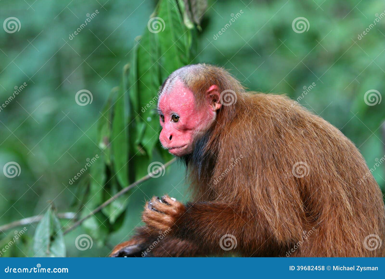 Mono calvo de Uakari foto de archivo. Imagen de iquitos - 39682458