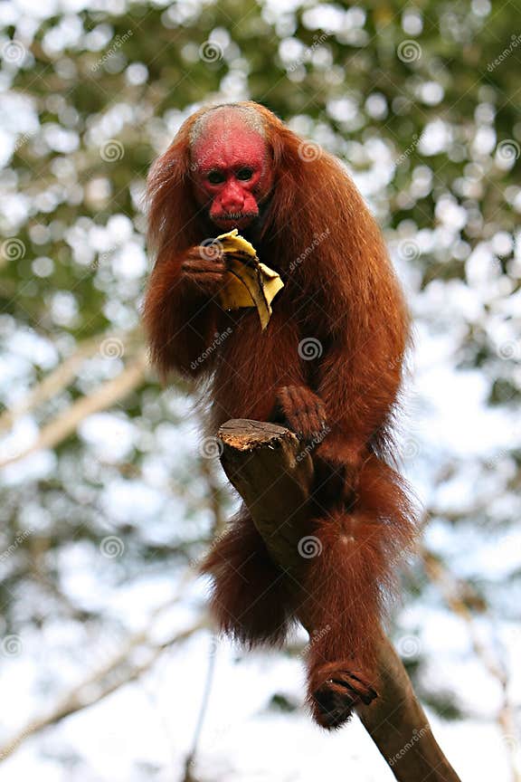 Mono calvo de Uakari foto de archivo. Imagen de animal - 39682468