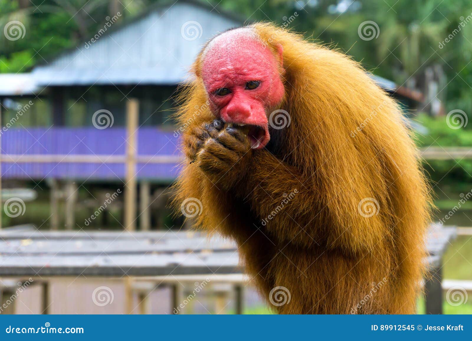Mono calvo de Uakari imagen de archivo. Imagen de calvo - 89912545