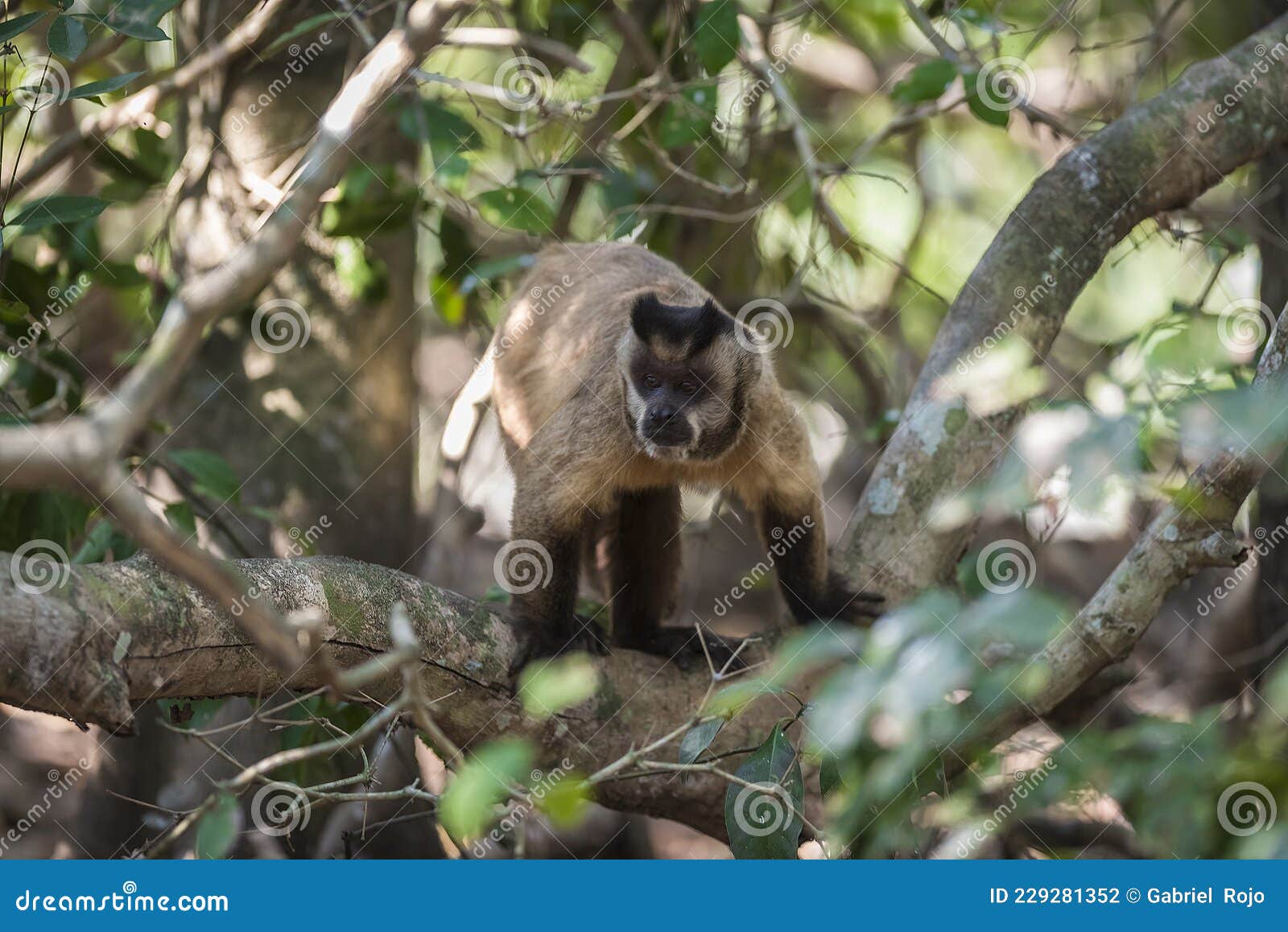 Mono Capuchino a Rayas Marrones Foto de archivo - Imagen de rayado ...