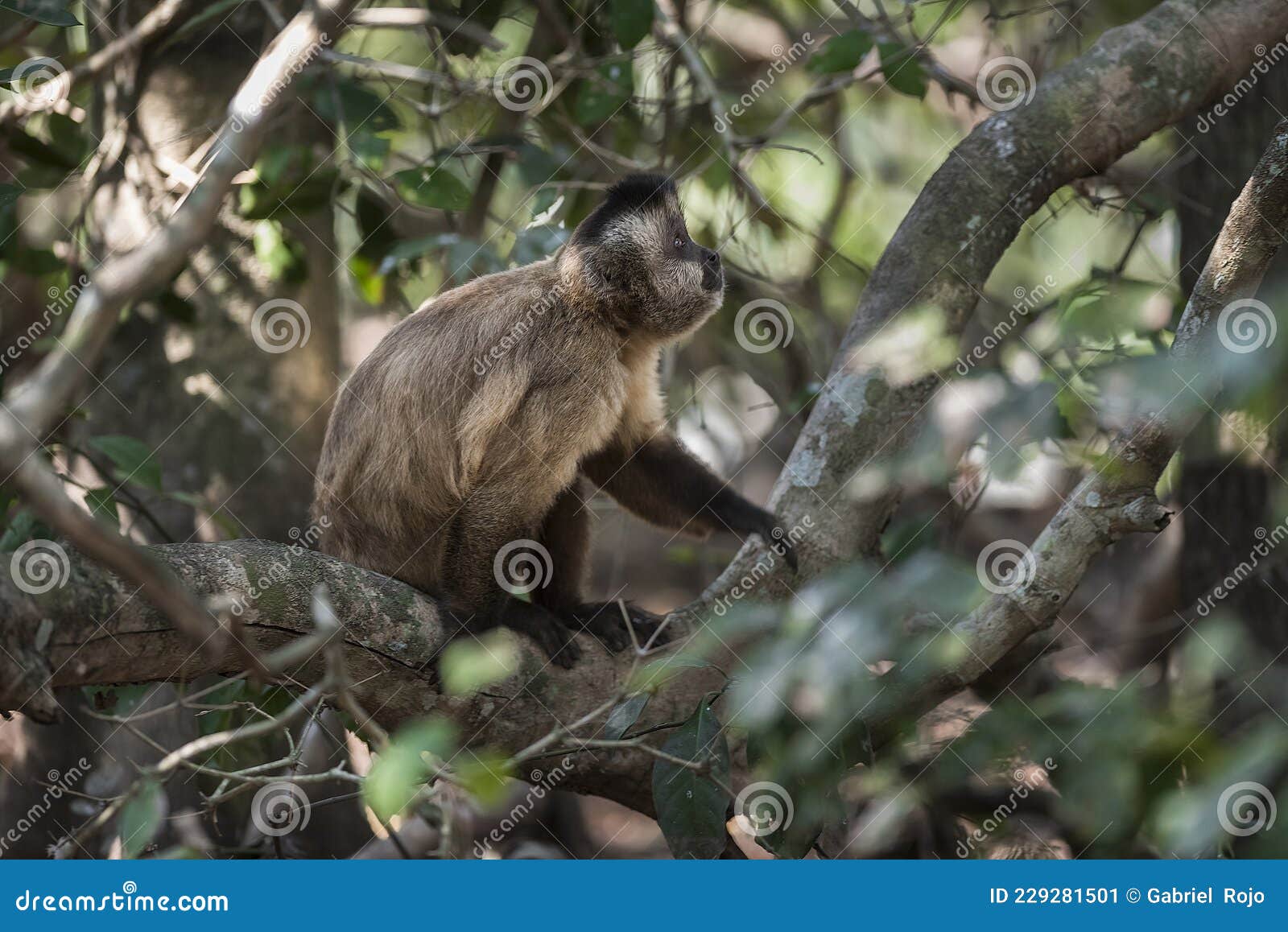 Mono Capuchino a Rayas Marrones Imagen de archivo - Imagen de mono ...
