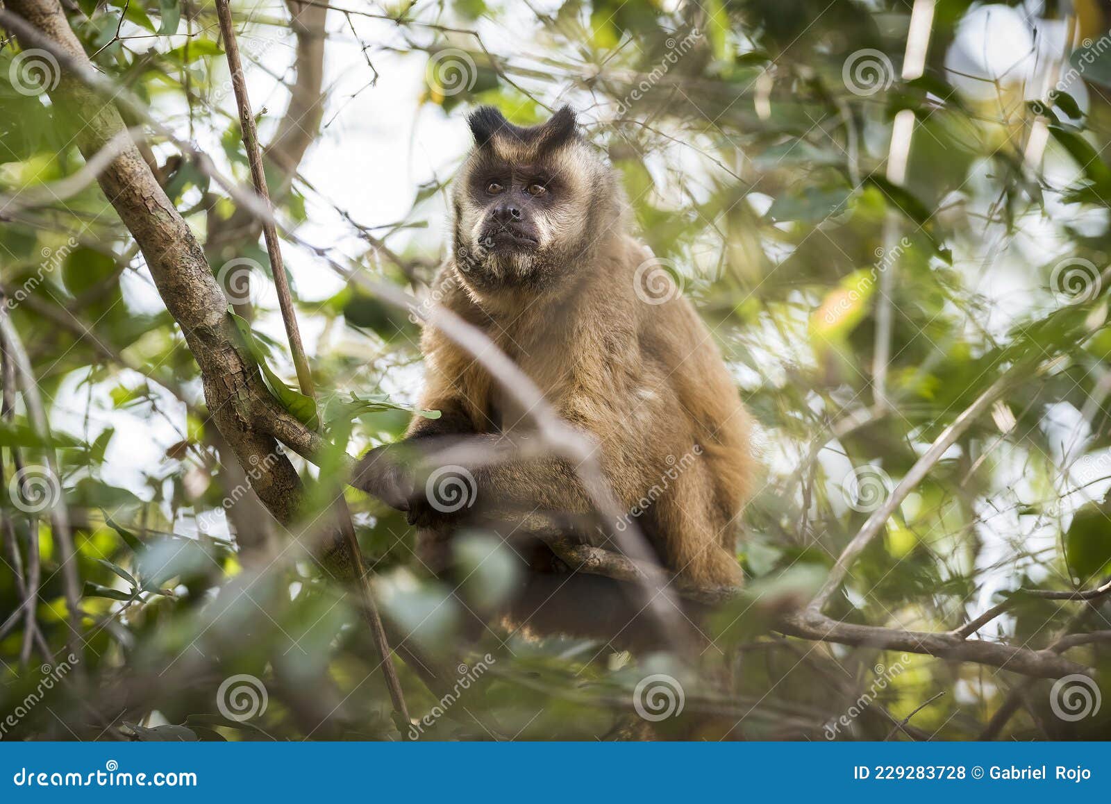 Mono Capuchino a Rayas Marrones Foto de archivo - Imagen de fauna ...
