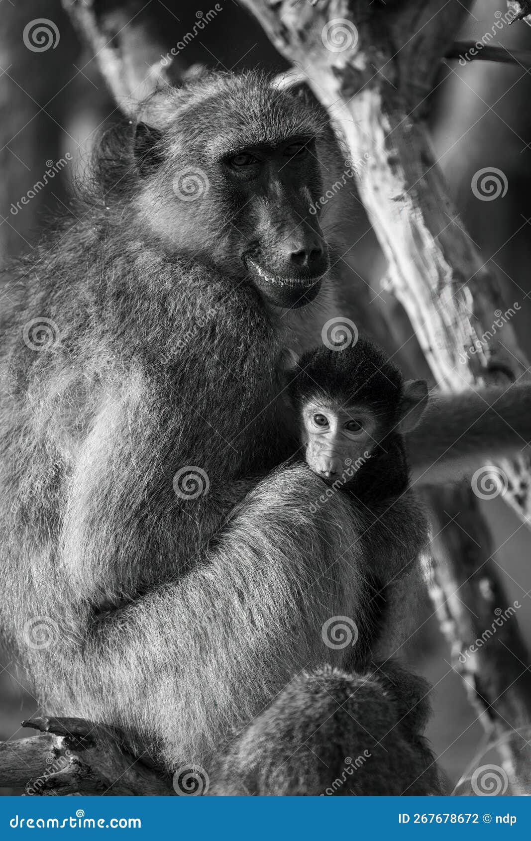 Mono Chacma Baboon in Tree Holding Baby Stock Photo - Image of papio ...