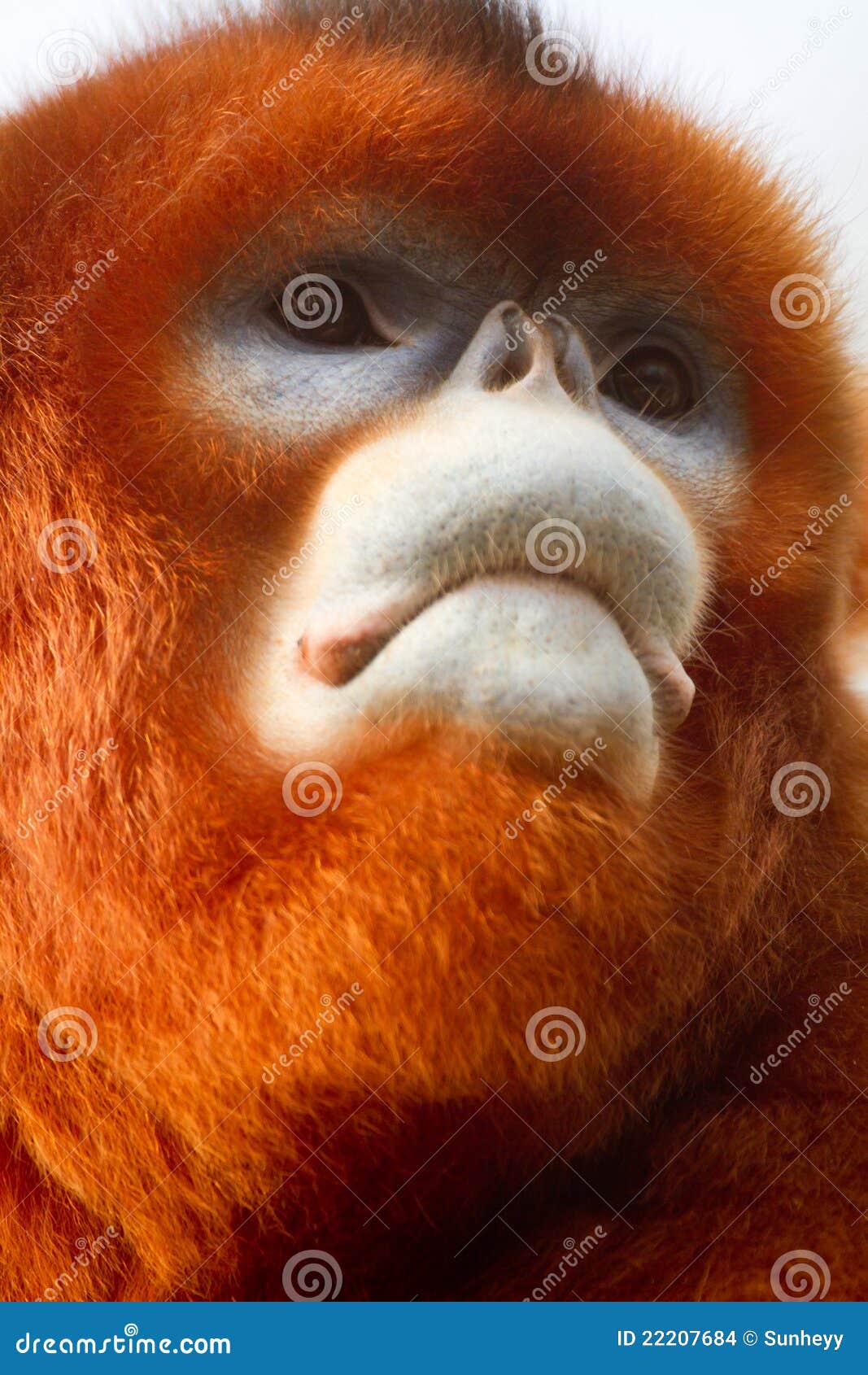 Mono chato foto de archivo. Imagen de olfateado, determinado - 22207684