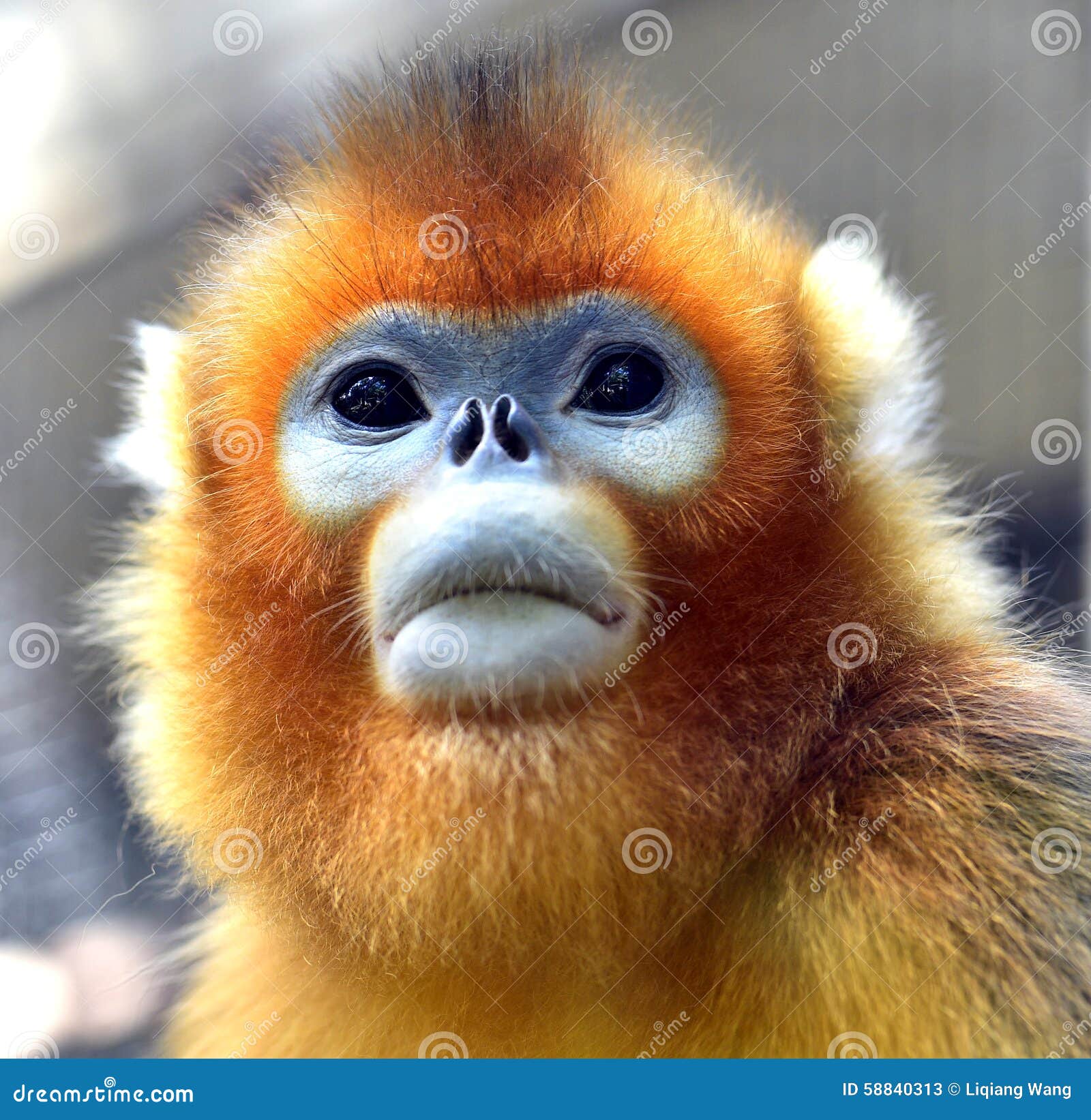 Mono chato imagen de archivo. Imagen de facturado, ambiente - 58840313