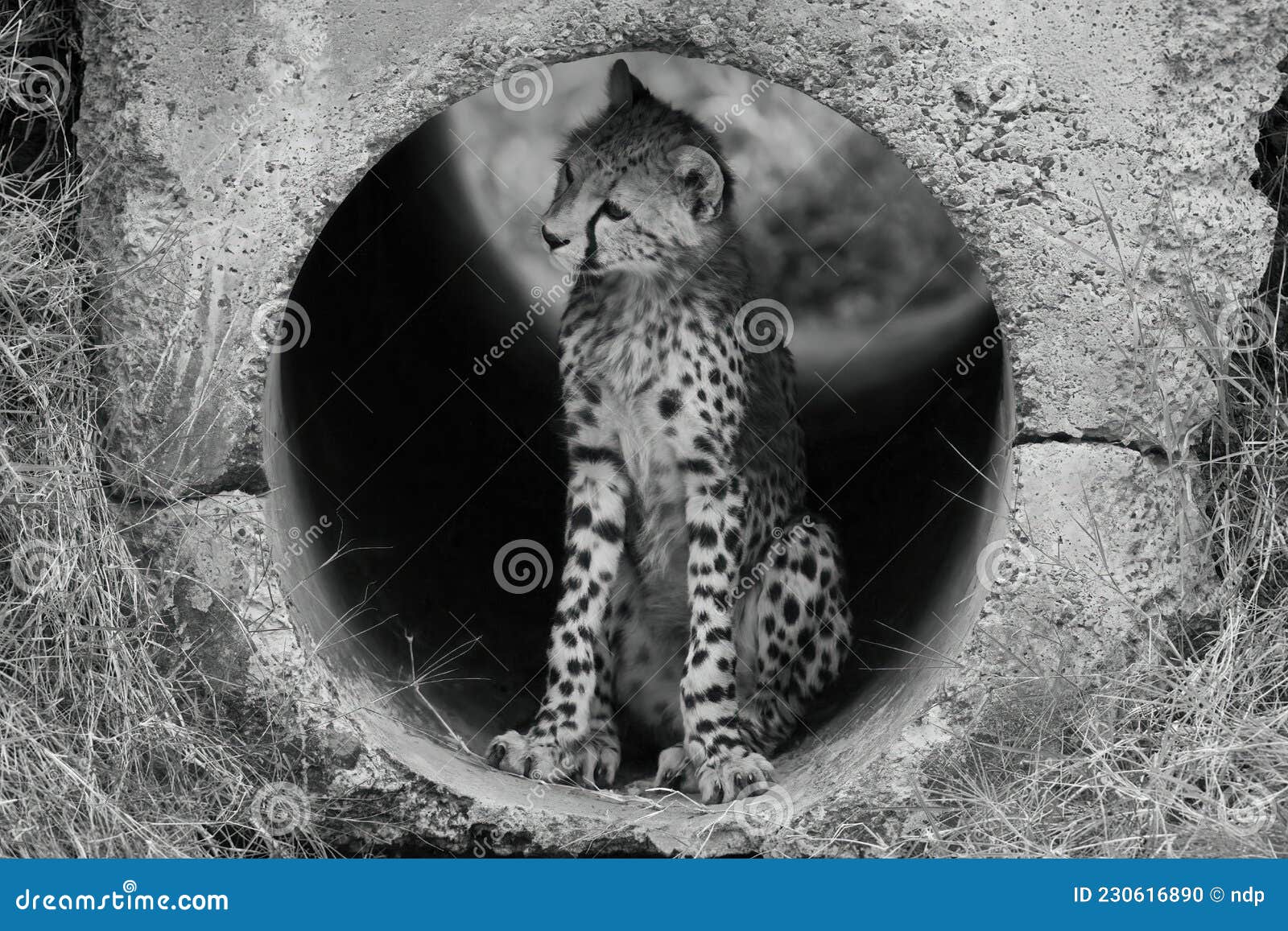 Mono Cheetah Cub in Pipe Looking Left Stock Photo - Image of african ...