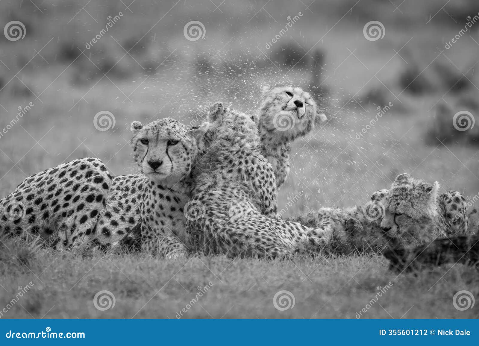 Mono Cheetah Cub Sits with Family Shaking Stock Photo - Image of seven ...