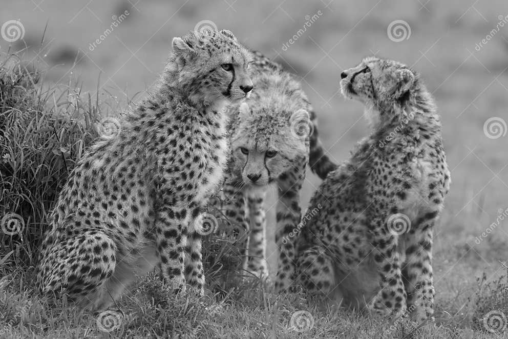 Mono Cheetah Cubs on Grass in Rain Stock Image - Image of game, mammal ...