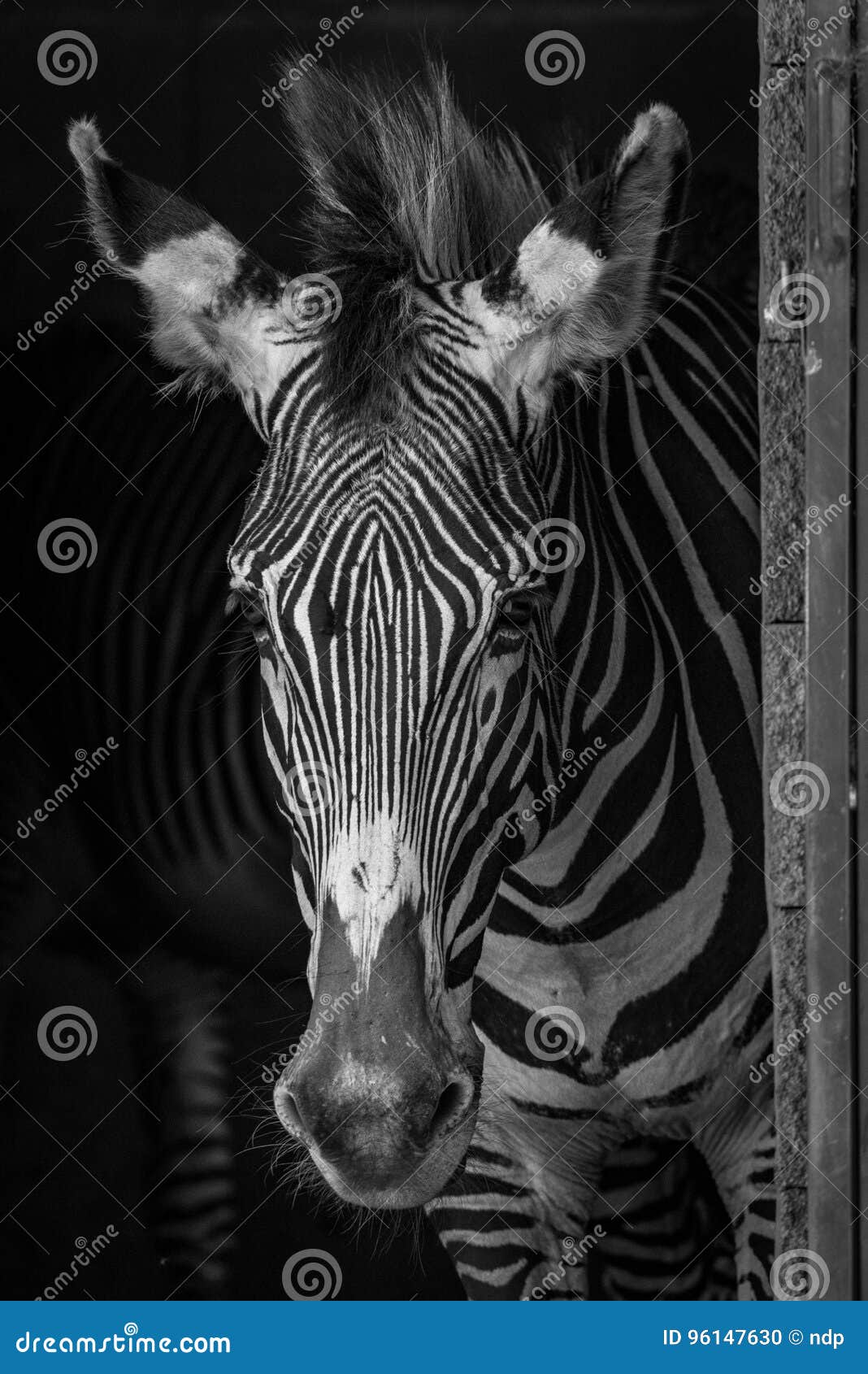 Mono Close-up of Grevy Zebra in Barn Stock Photo - Image of right ...