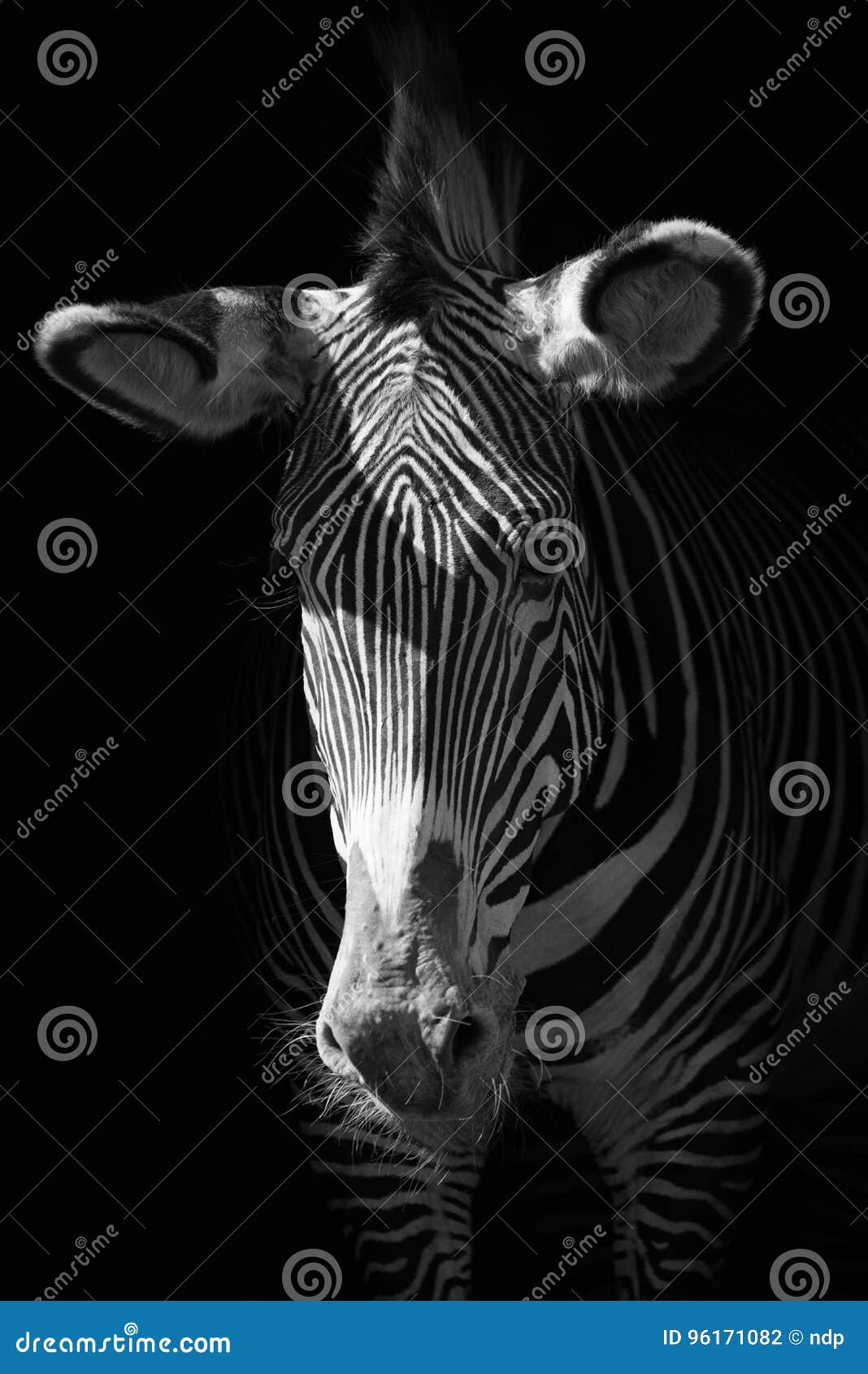 Mono Close-up of Grevy Zebra in Darkness Stock Photo - Image of ...