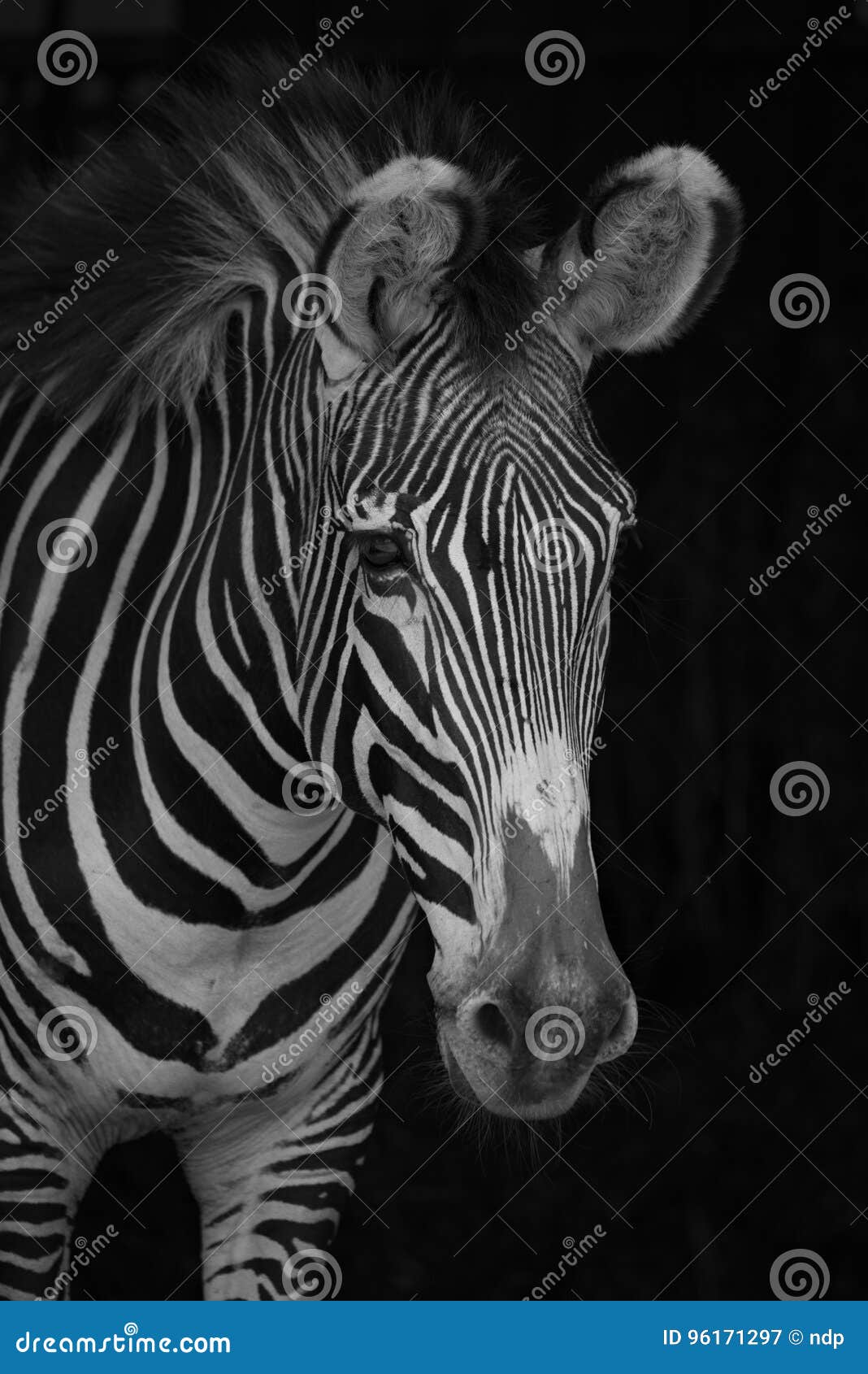 Mono Close-up of Grevy Zebra Facing Right Stock Image - Image of ...