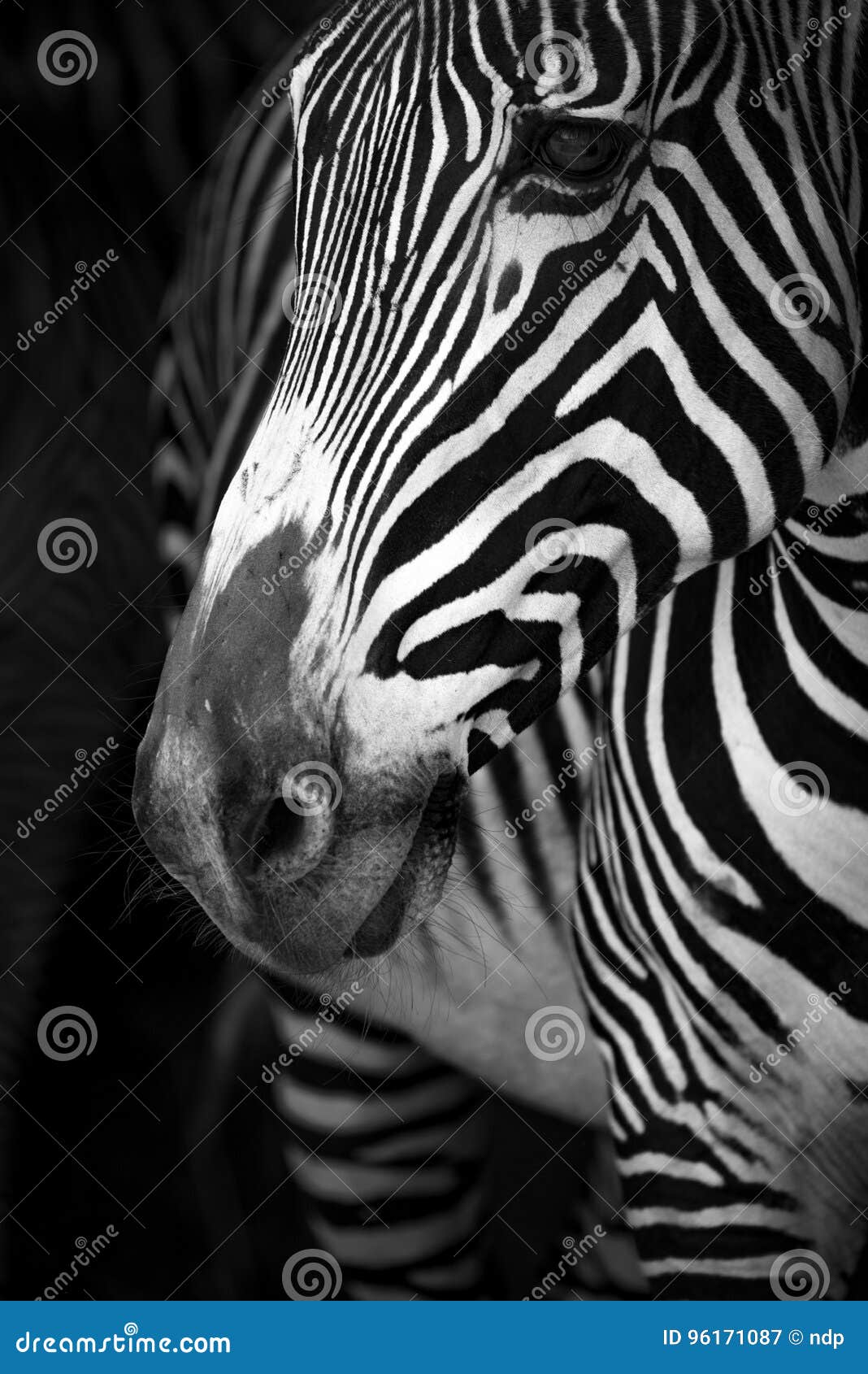 Mono Close-up of Grevy Zebra Turning Head Stock Image - Image of ...
