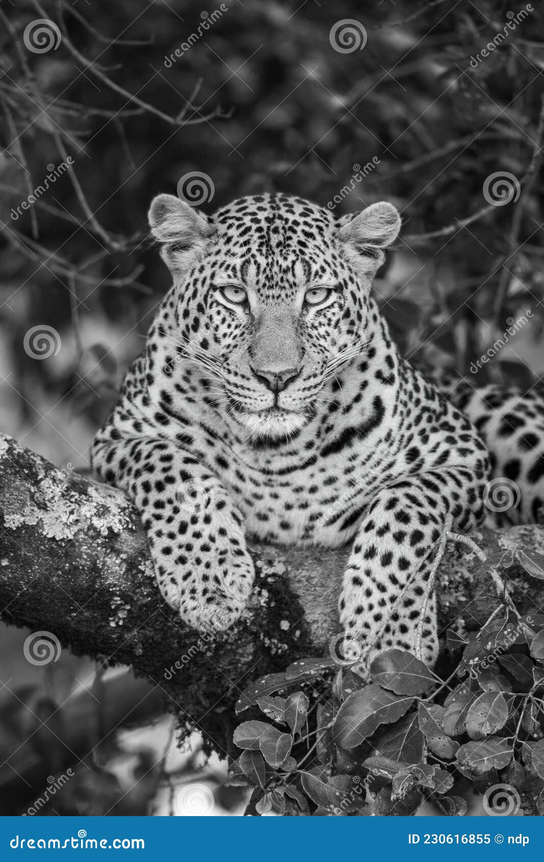 Mono Close-up of Leopard Lying Facing Camera Stock Image - Image of ...
