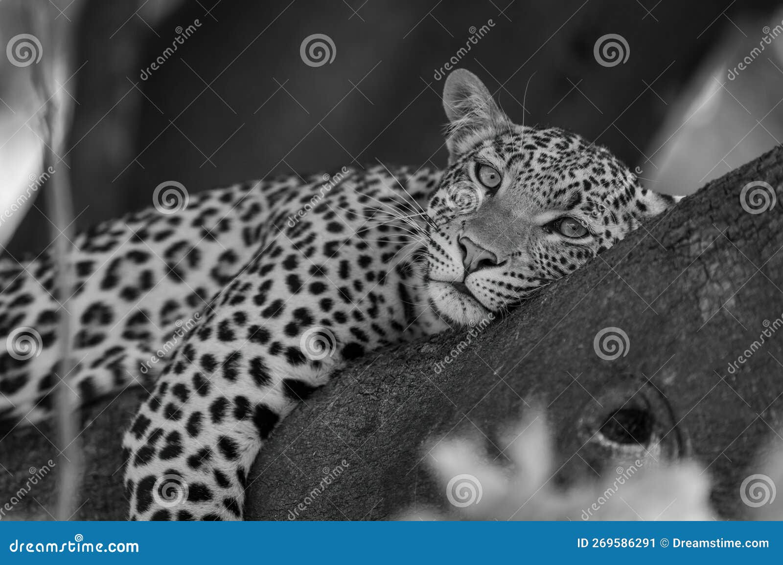 Mono Close-up of Leopard Staring at Camera Stock Image - Image of ...