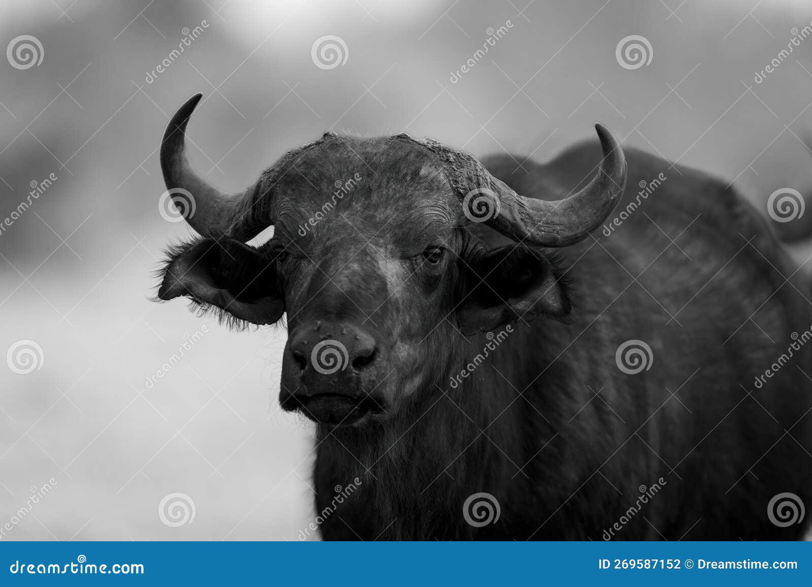Mono Close-up of Male Cape Buffalo Staring Stock Photo - Image of ...