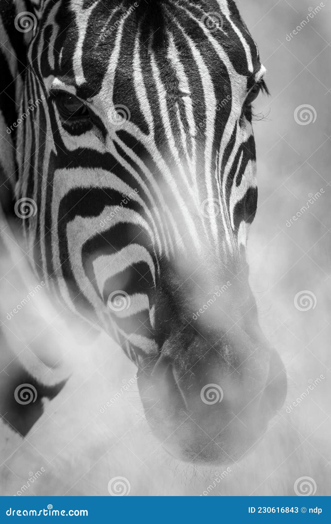 Mono Close-up of Plains Zebra with Catchlight Stock Image - Image of ...