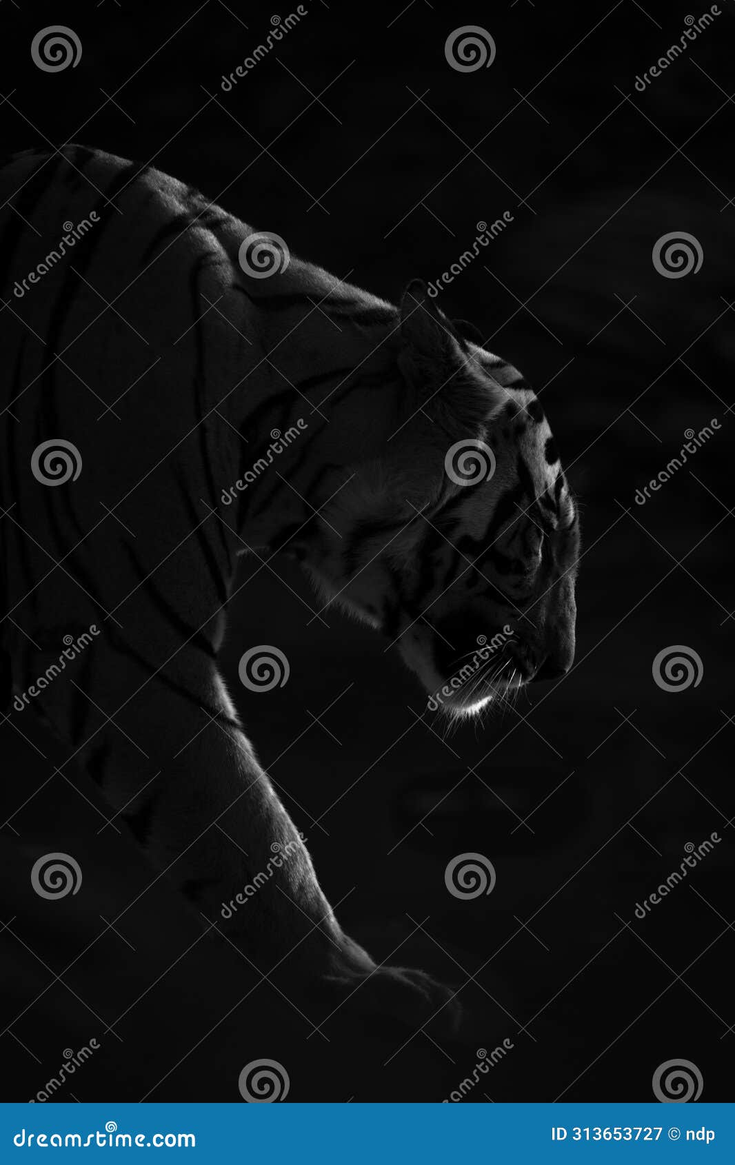 Mono Close-up of Tiger Walking in Darkness Stock Image - Image of ...