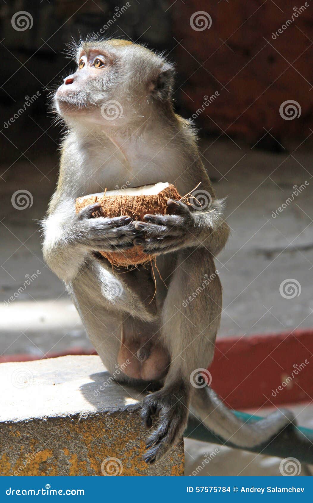 Mono Con El Coco, Cuevas De Batu Foto de archivo - Imagen de cubo ...