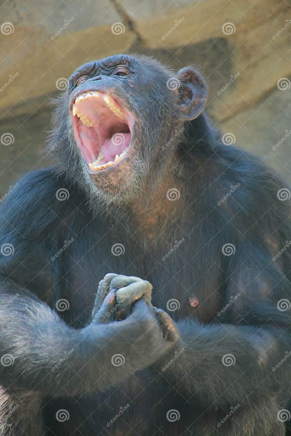 Mono con la boca abierta foto de archivo. Imagen de amplio - 13195094