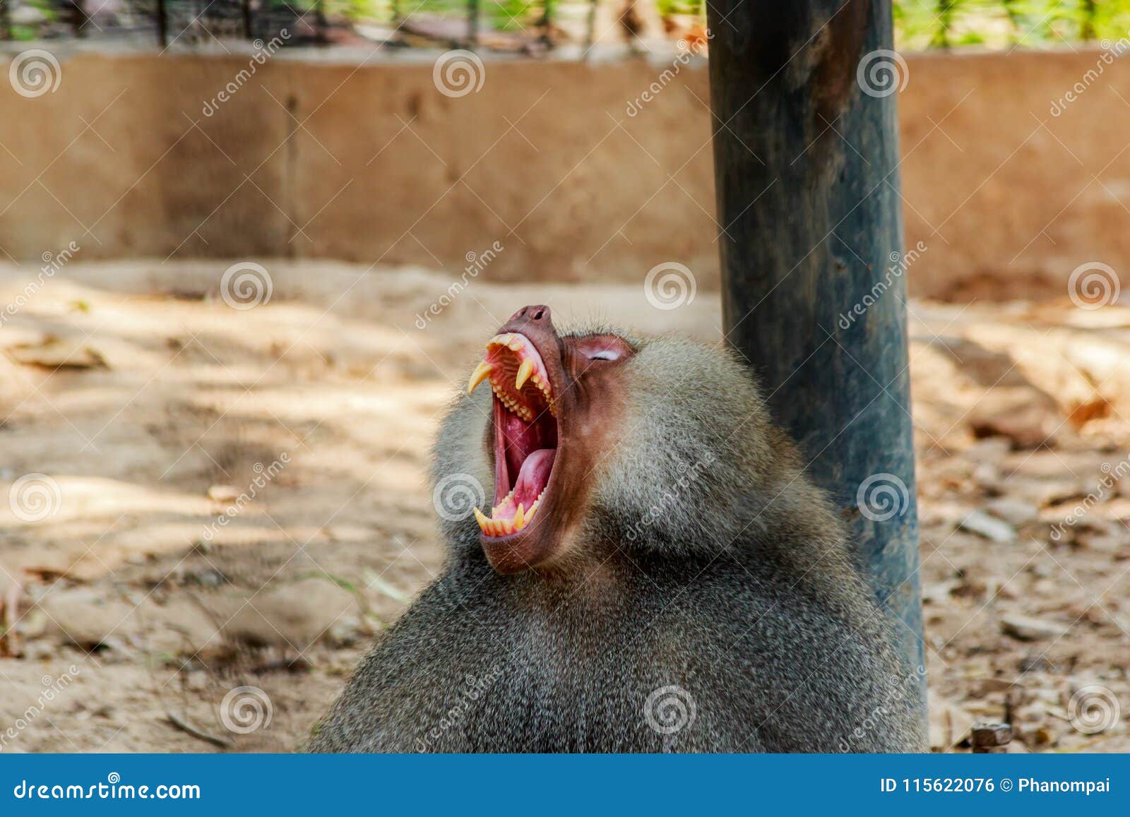 Mono Con La Boca Abierta Que Muestra Sus Dientes Foto de archivo ...