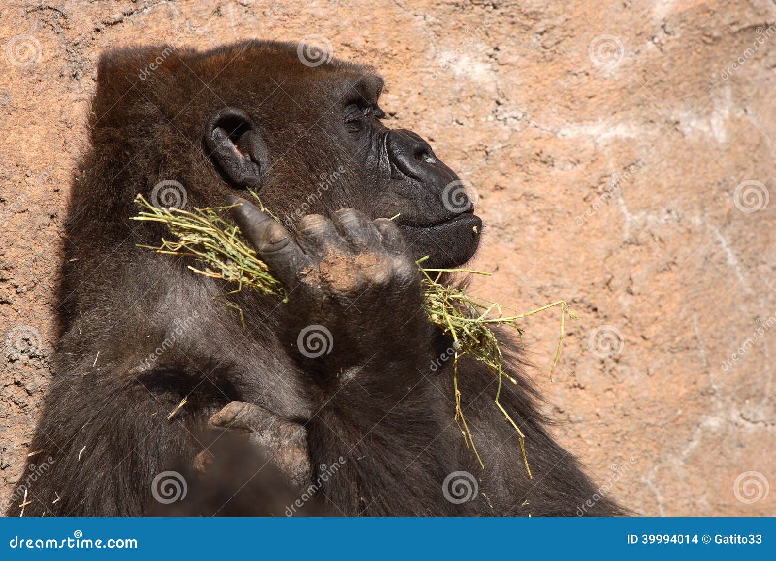 Mono con la comida foto de archivo. Imagen de nuevo, travieso - 39994014