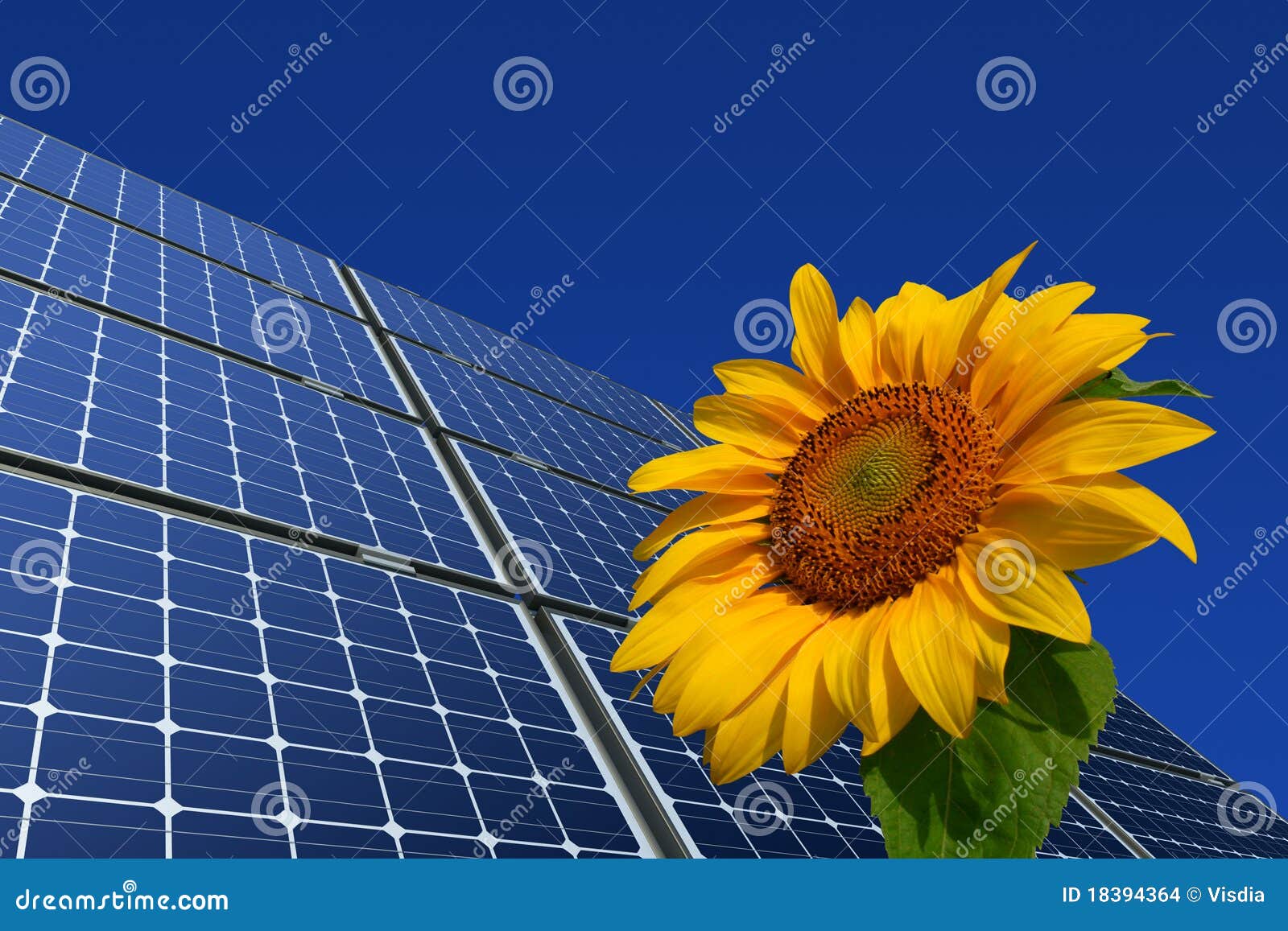 Mono-crystalline Solar Panels and Sunflower Stock Photo - Image of ...