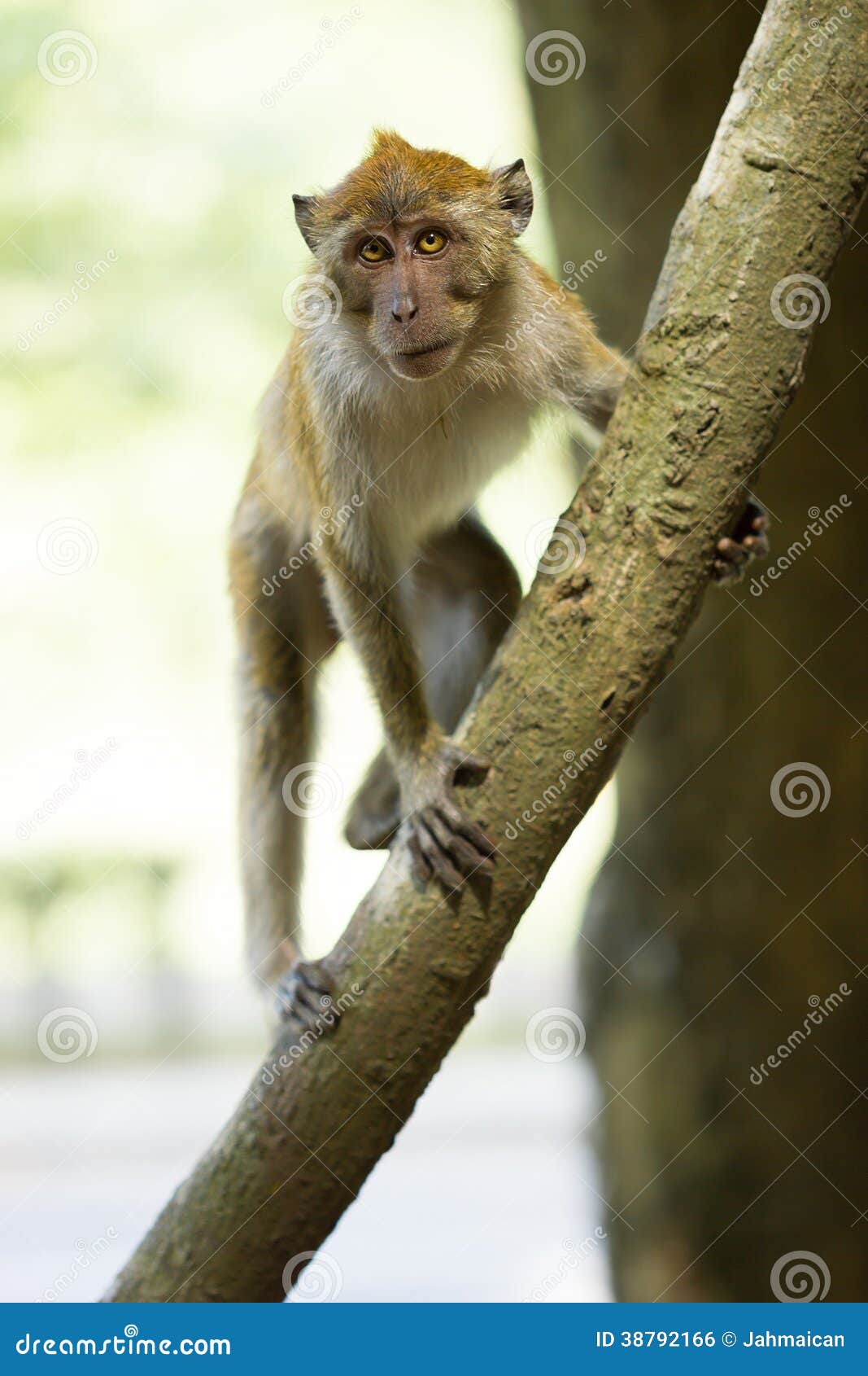 Mono de ?urious foto de archivo. Imagen de mono, mirando - 38792166