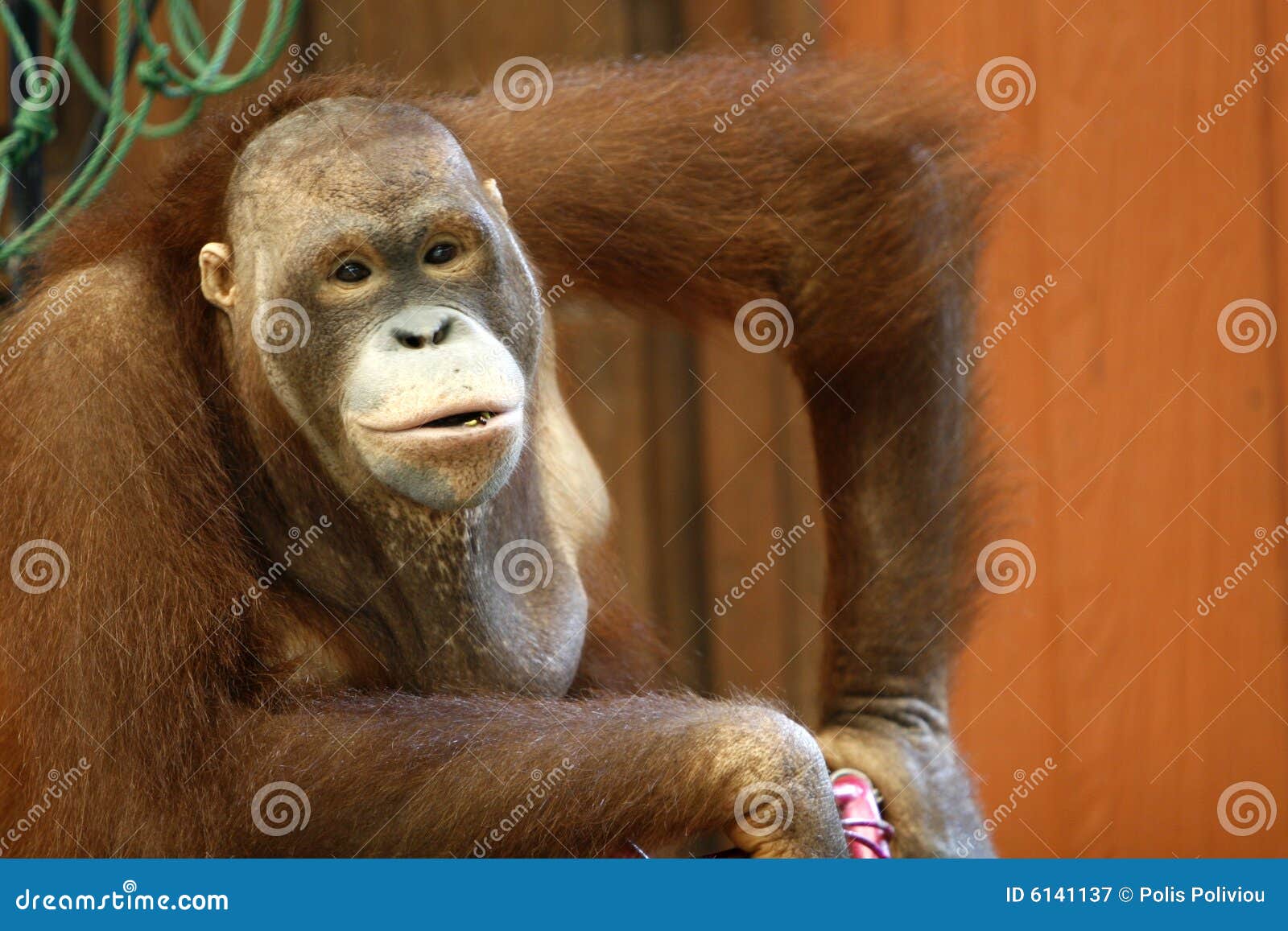 Mono de Brown imagen de archivo. Imagen de listo, budista - 6141137