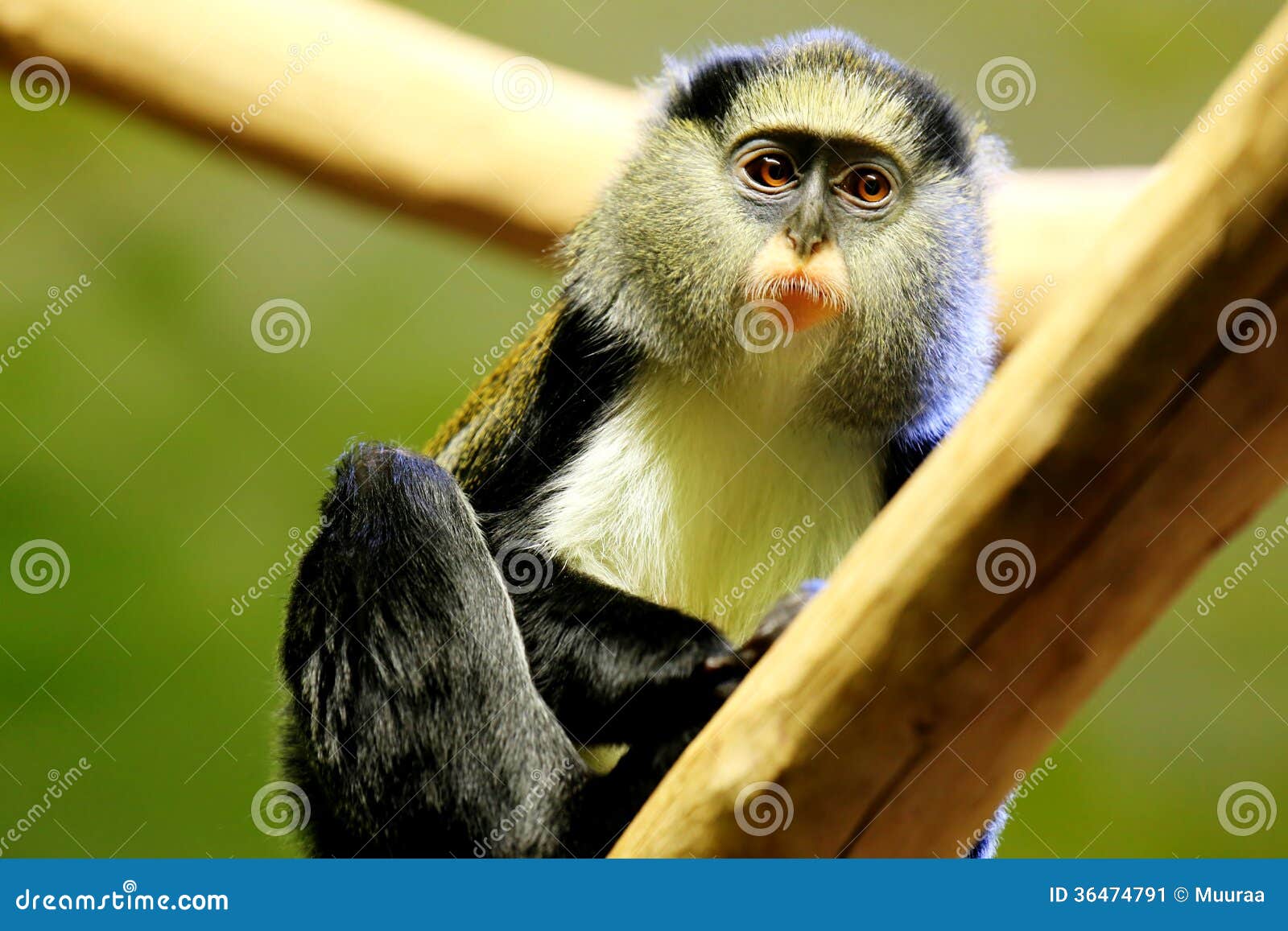 Mono de Campbell imagen de archivo. Imagen de nadie, fauna - 36474791