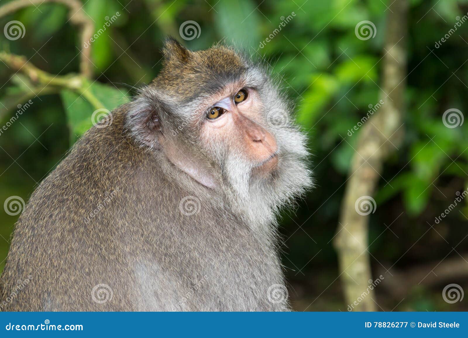 Mono De Cola Larga Del Balinese Imagen de archivo - Imagen de animal ...